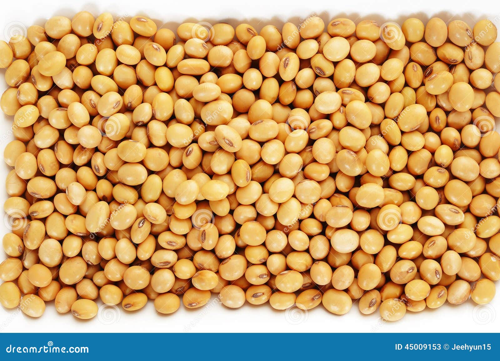 Soybean Seed Germination Test In Paper Towel. Royalty-Free Stock Image ...