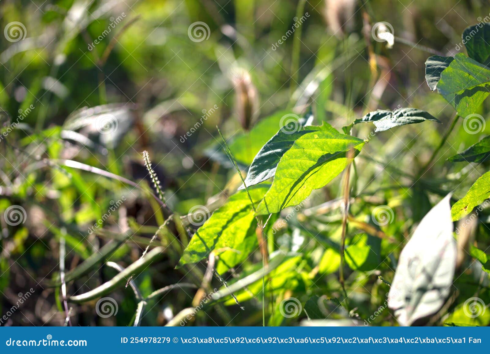 Soybean Seedlings in Autumn Crops Stock Image - Image of crops, nature ...