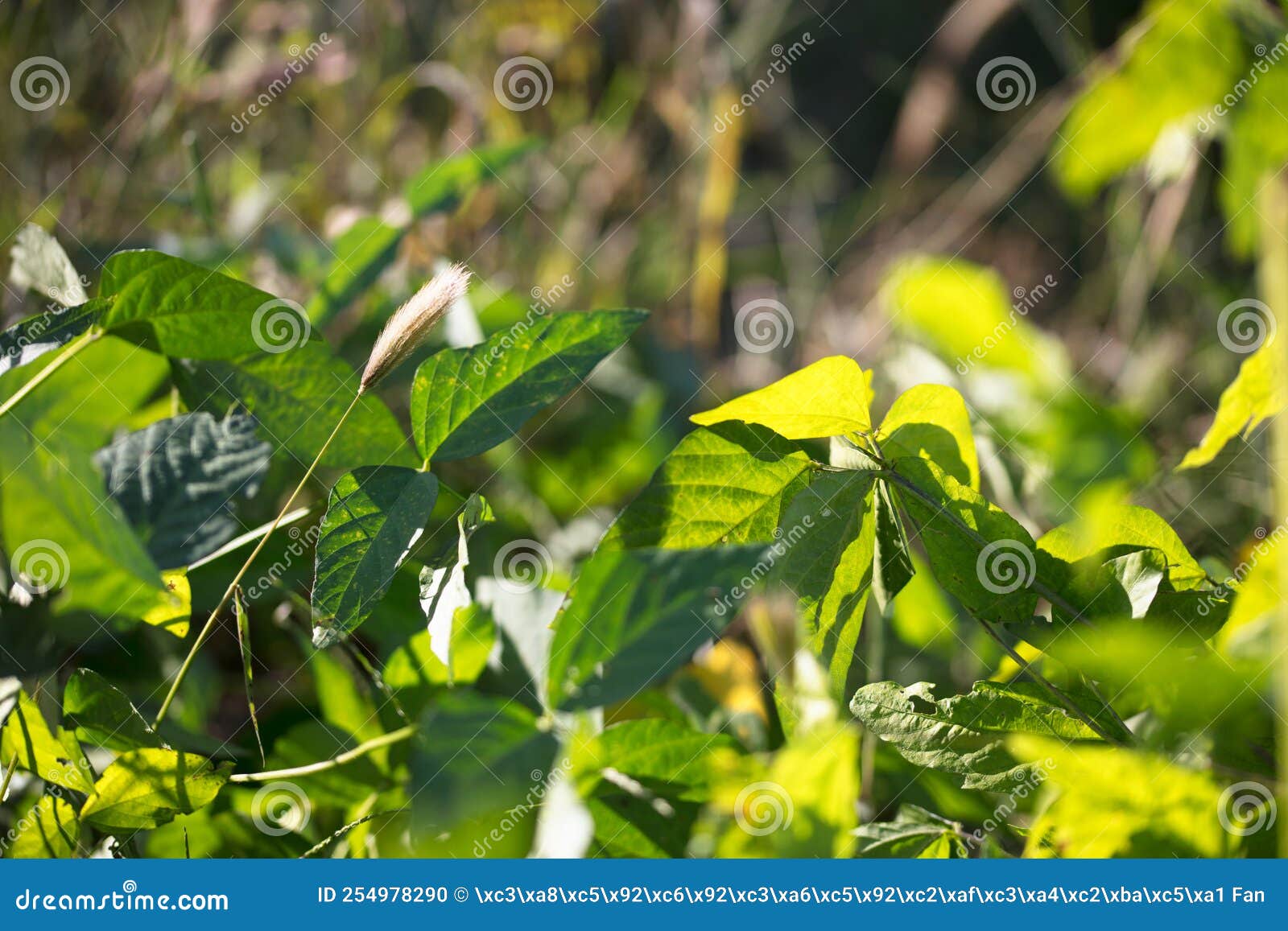 Soybean Seedlings in Autumn Crops Stock Photo - Image of legumes ...