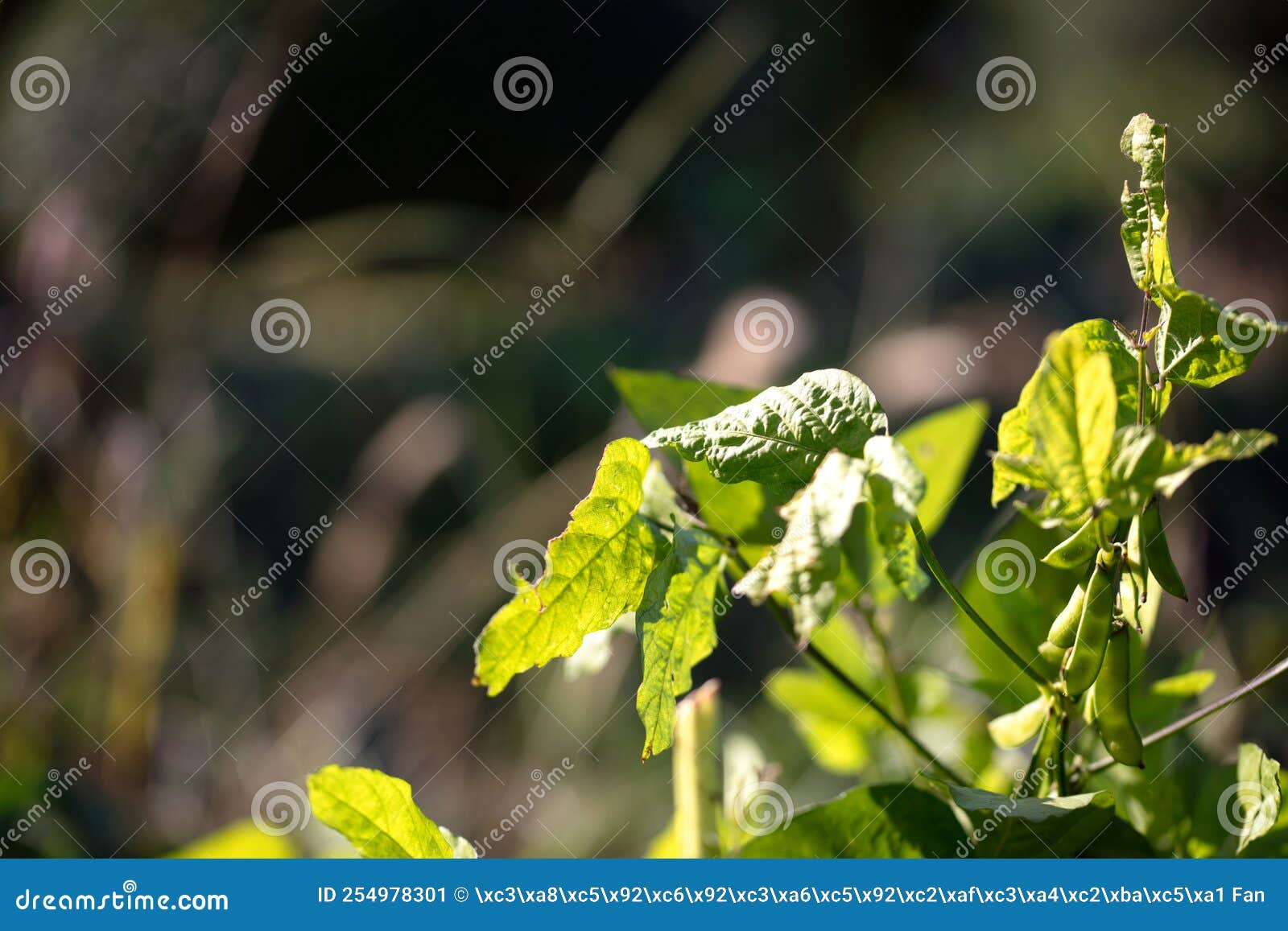 Soybean Seedlings in Autumn Crops Stock Image - Image of edamame, messy ...