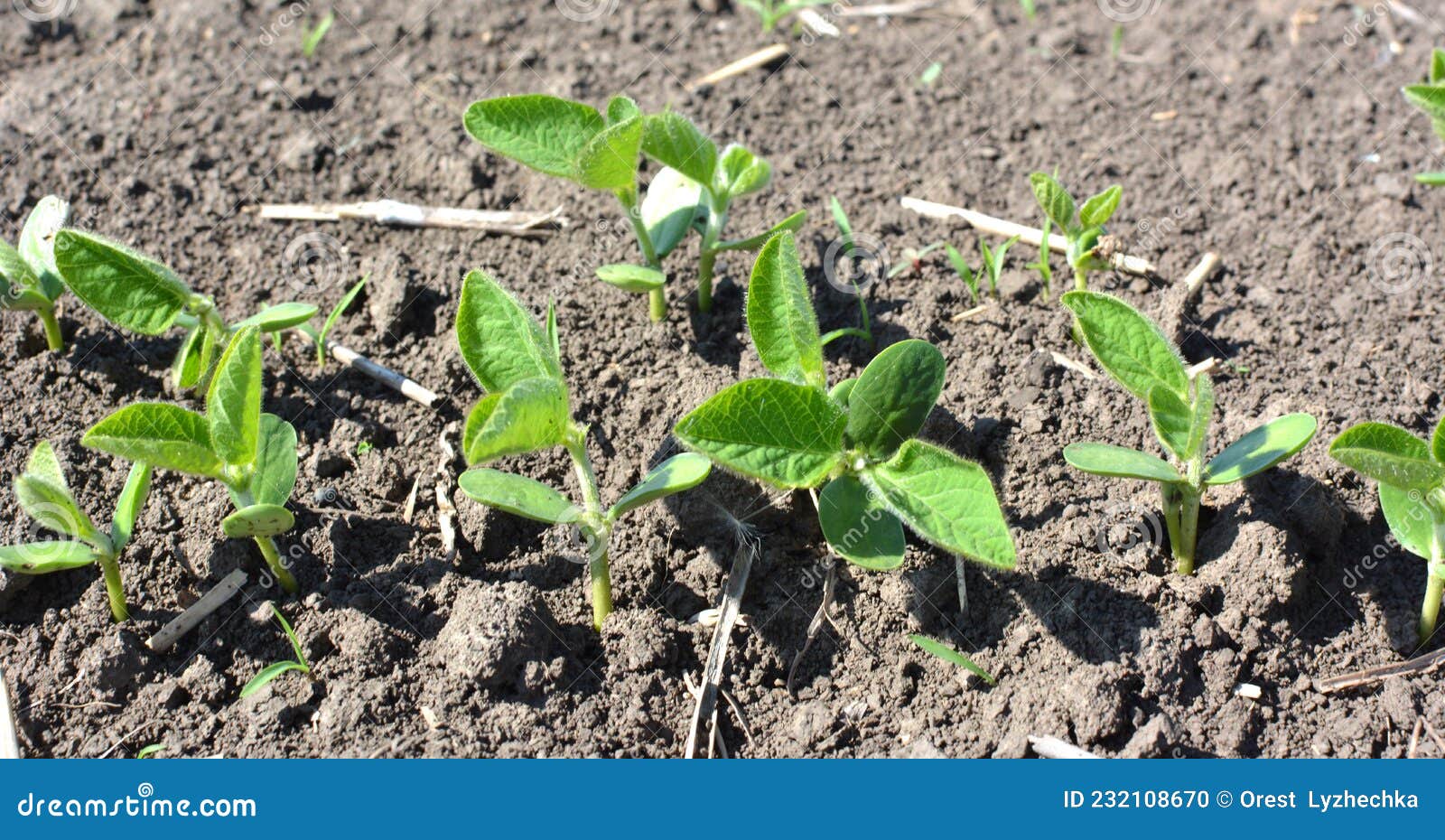 Soybean Seedlings on a Farm Field Stock Photo - Image of food, rural ...