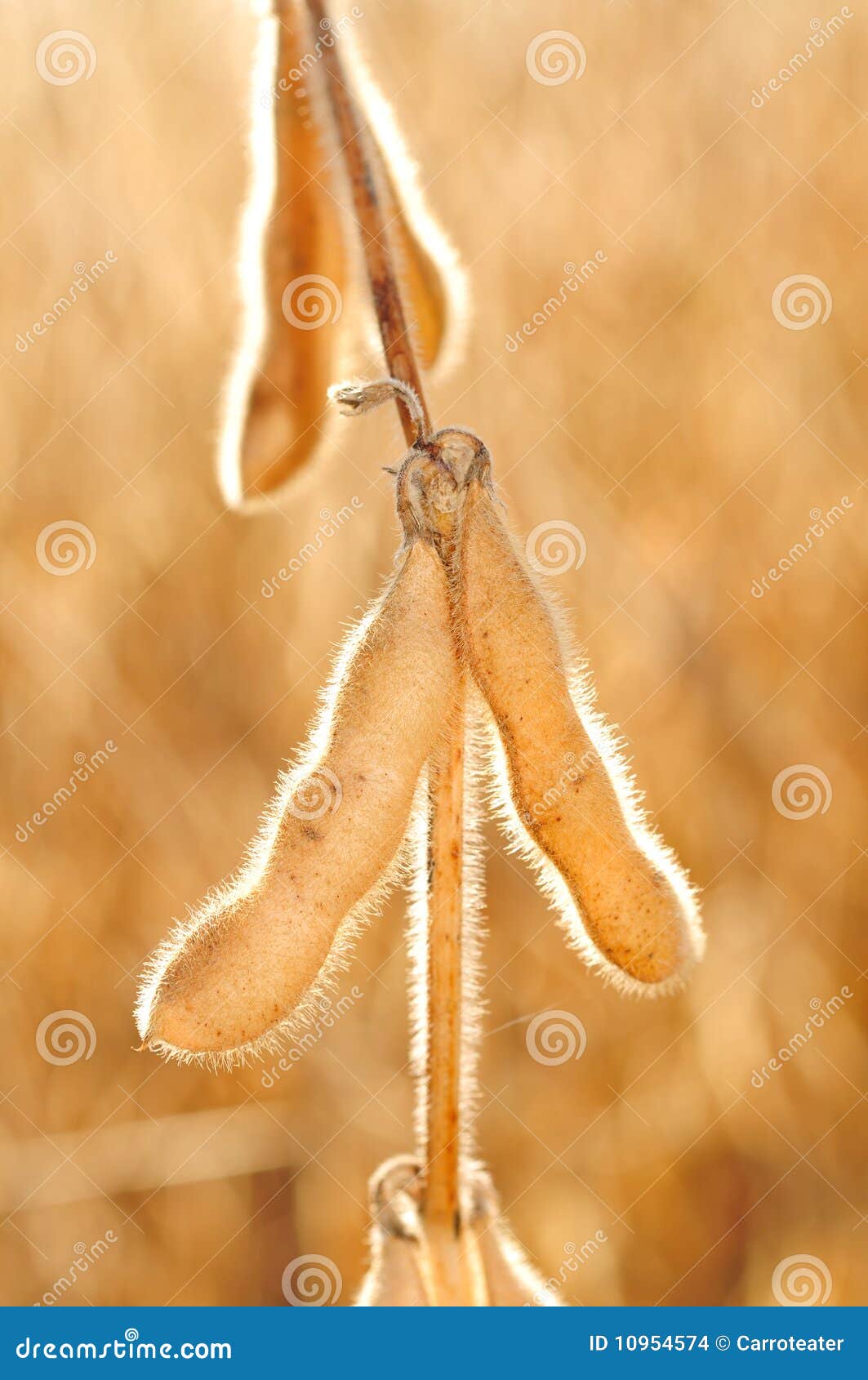 Soybean in the shell stock photo. Image of harvesting - 10954574