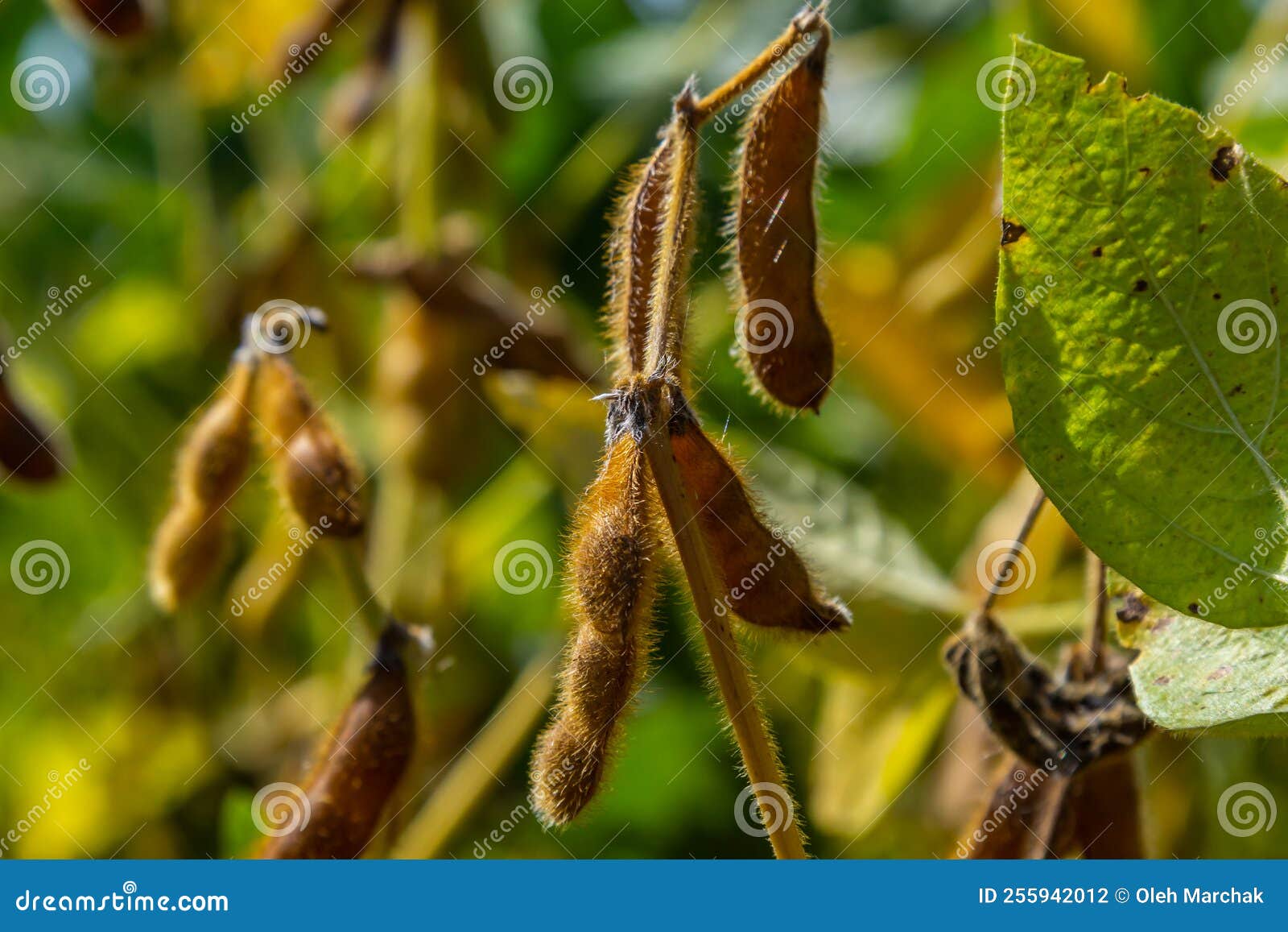 Soybean Shell in the Soybean Field. Yellow and Brown Pods Stock Photo ...