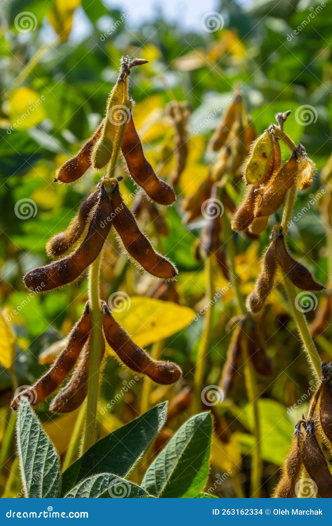 Soybean Shell in the Soybean Field. Yellow and Brown Pods Stock Photo ...