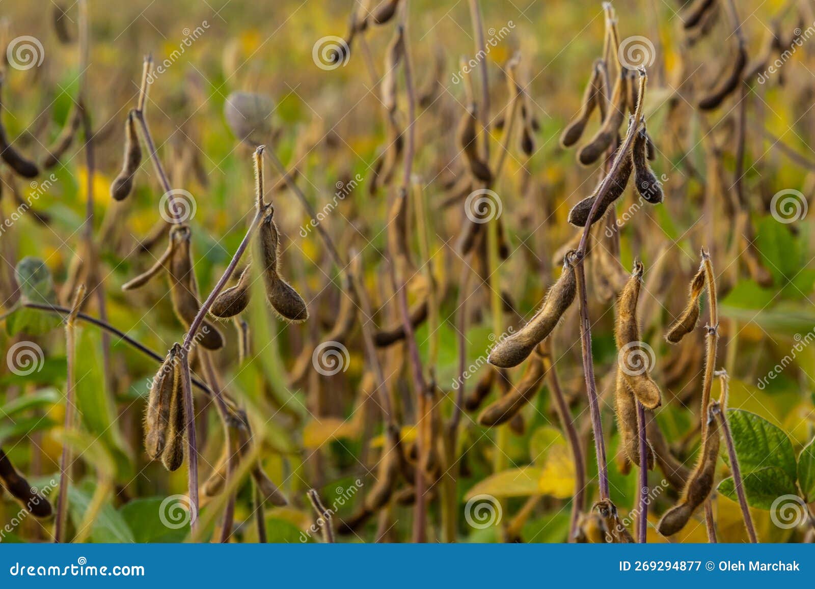 Soybean Shell in the Soybean Field. Yellow and Brown Pods Stock Image ...