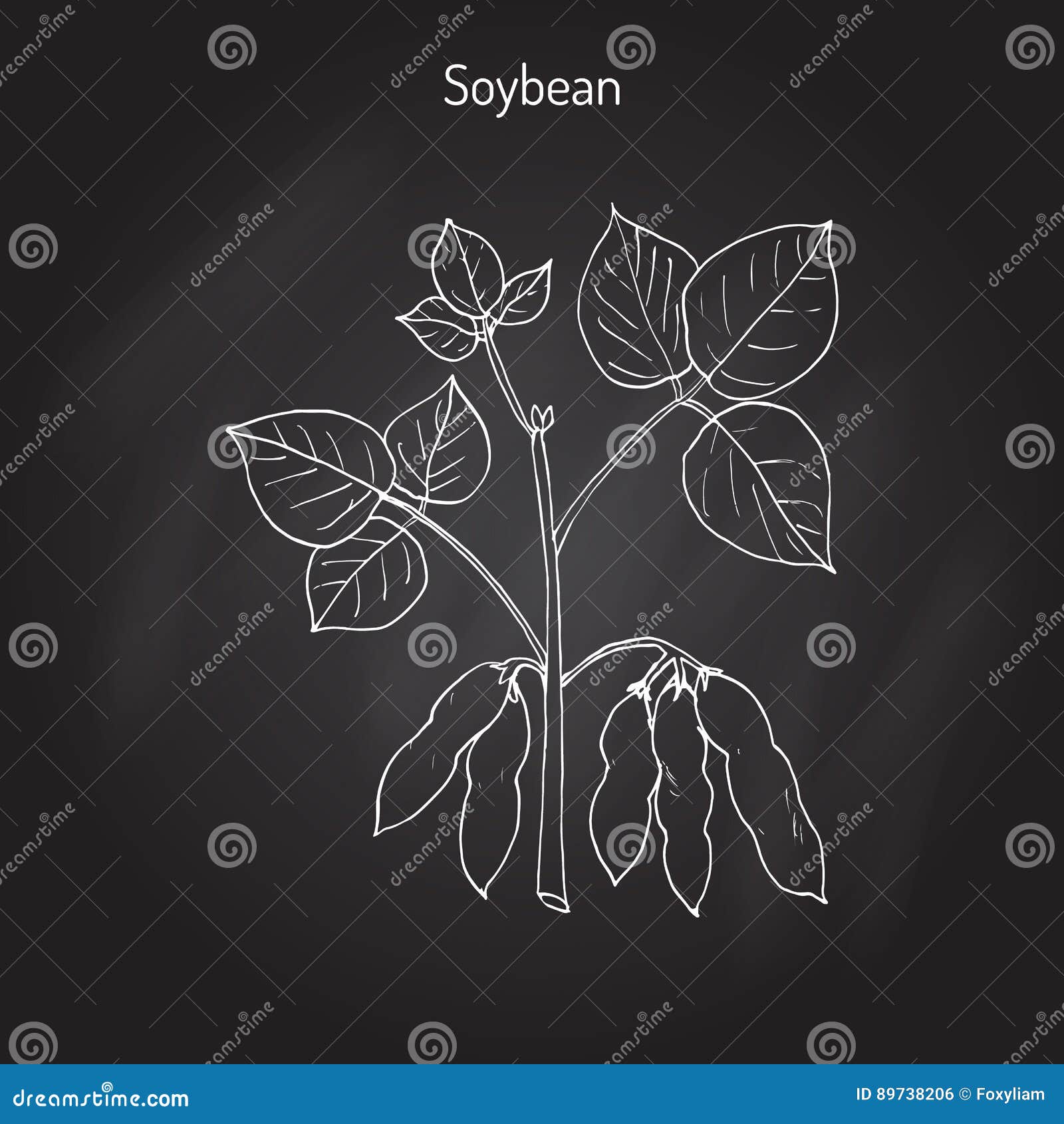 Soya Bean Sprout Asian Cuisine Outline Black White Vector Sign Icon ...