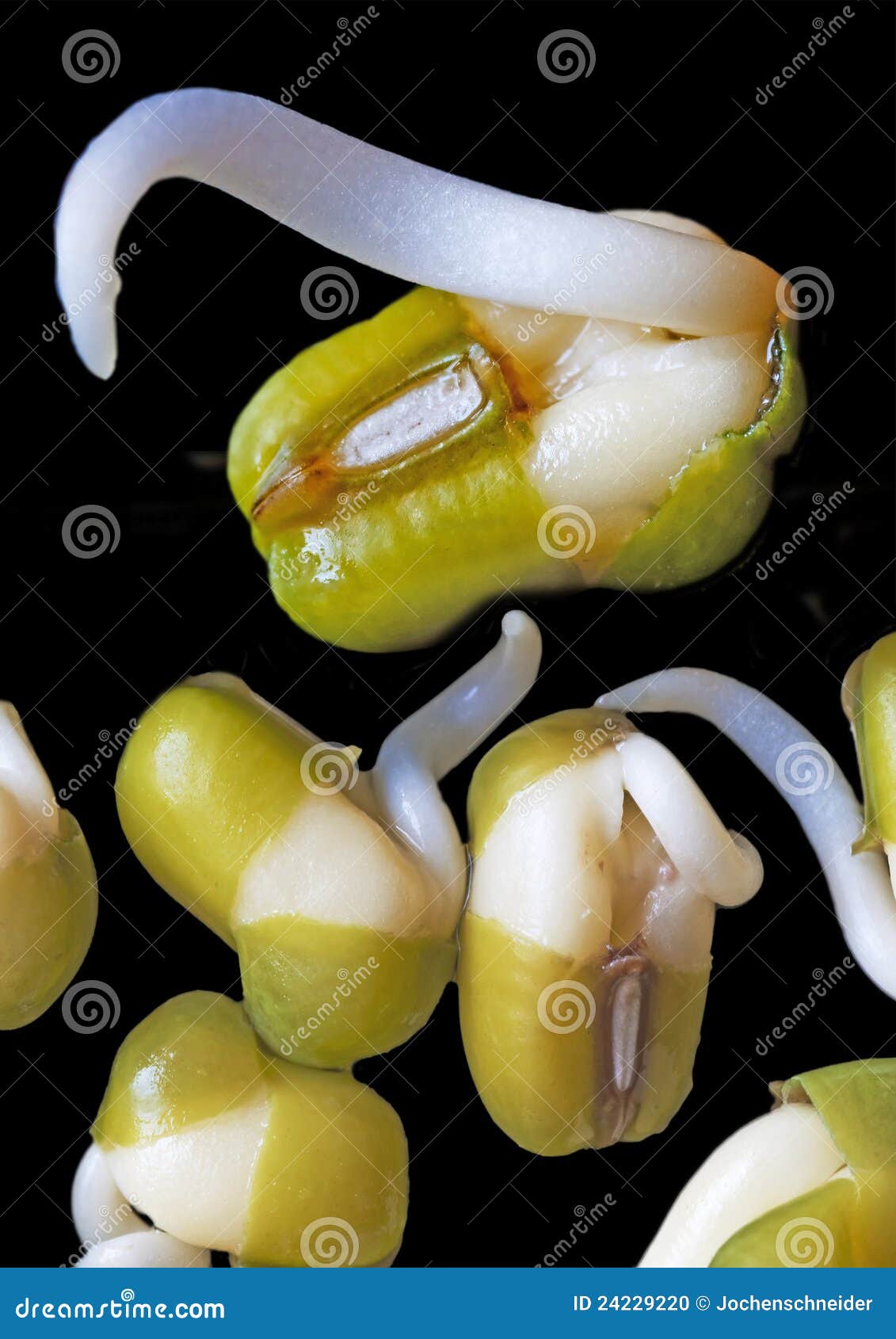 375 Soybean Germ Stock Photos - Free & Royalty-Free Stock Photos from ...
