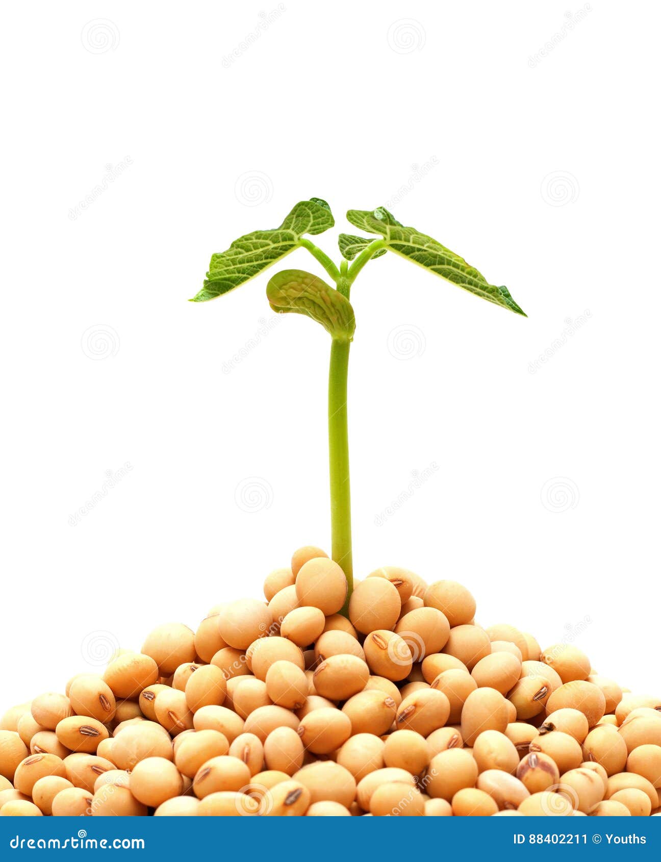 Soybean Sprout Isolated on White Background Stock Image - Image of ...