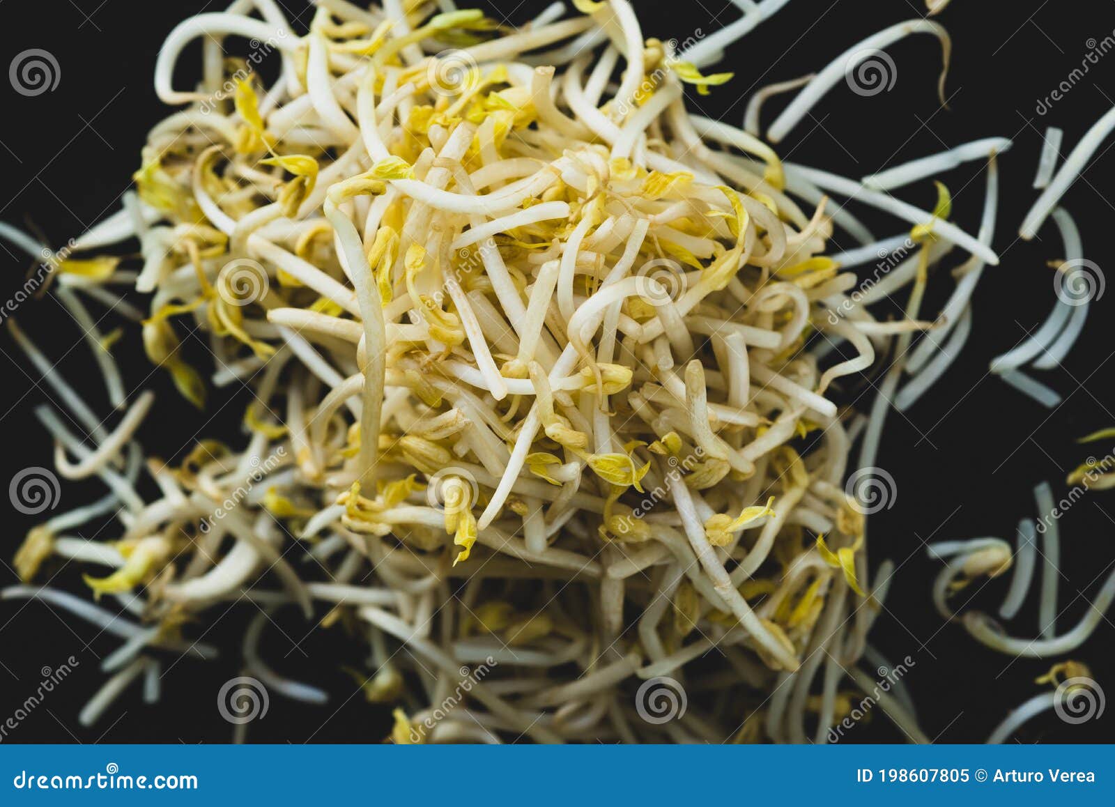 Soybean Sprout Macro Close Up Stock Image - Image of glycine, grow ...