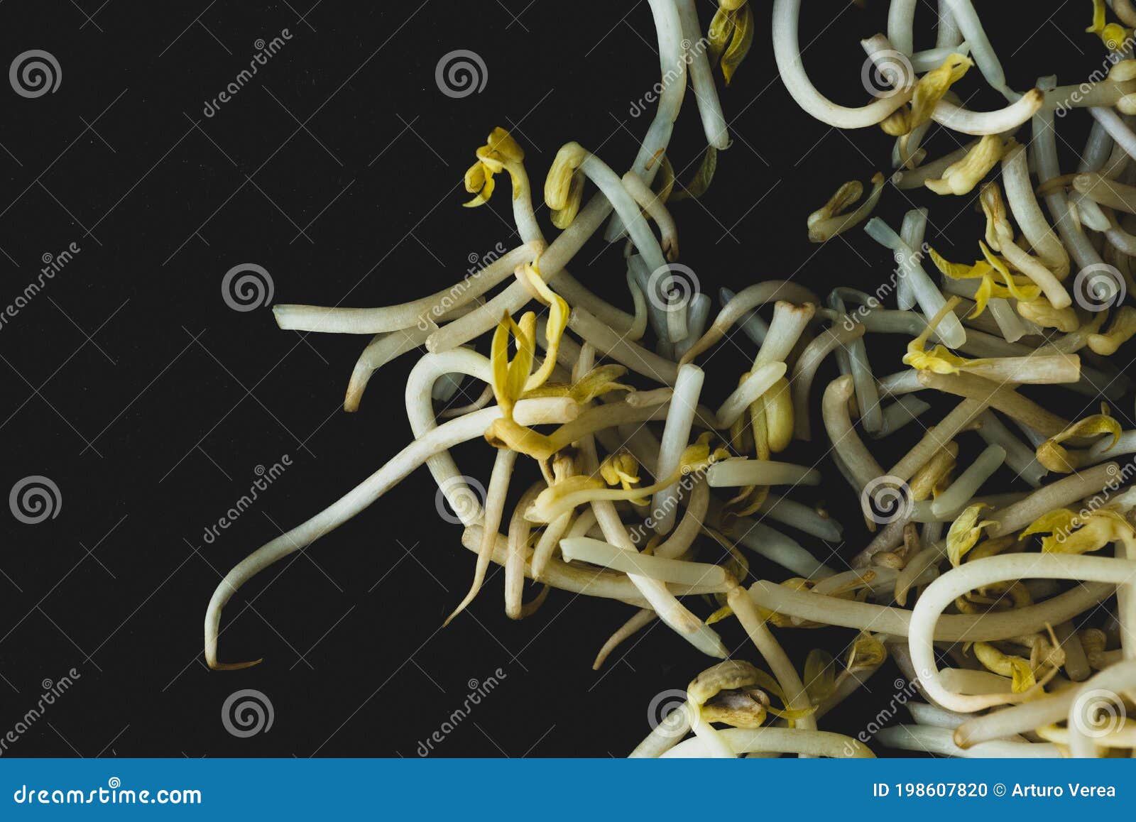 Soybean Sprout Macro Close Up Stock Photo - Image of ingredient ...