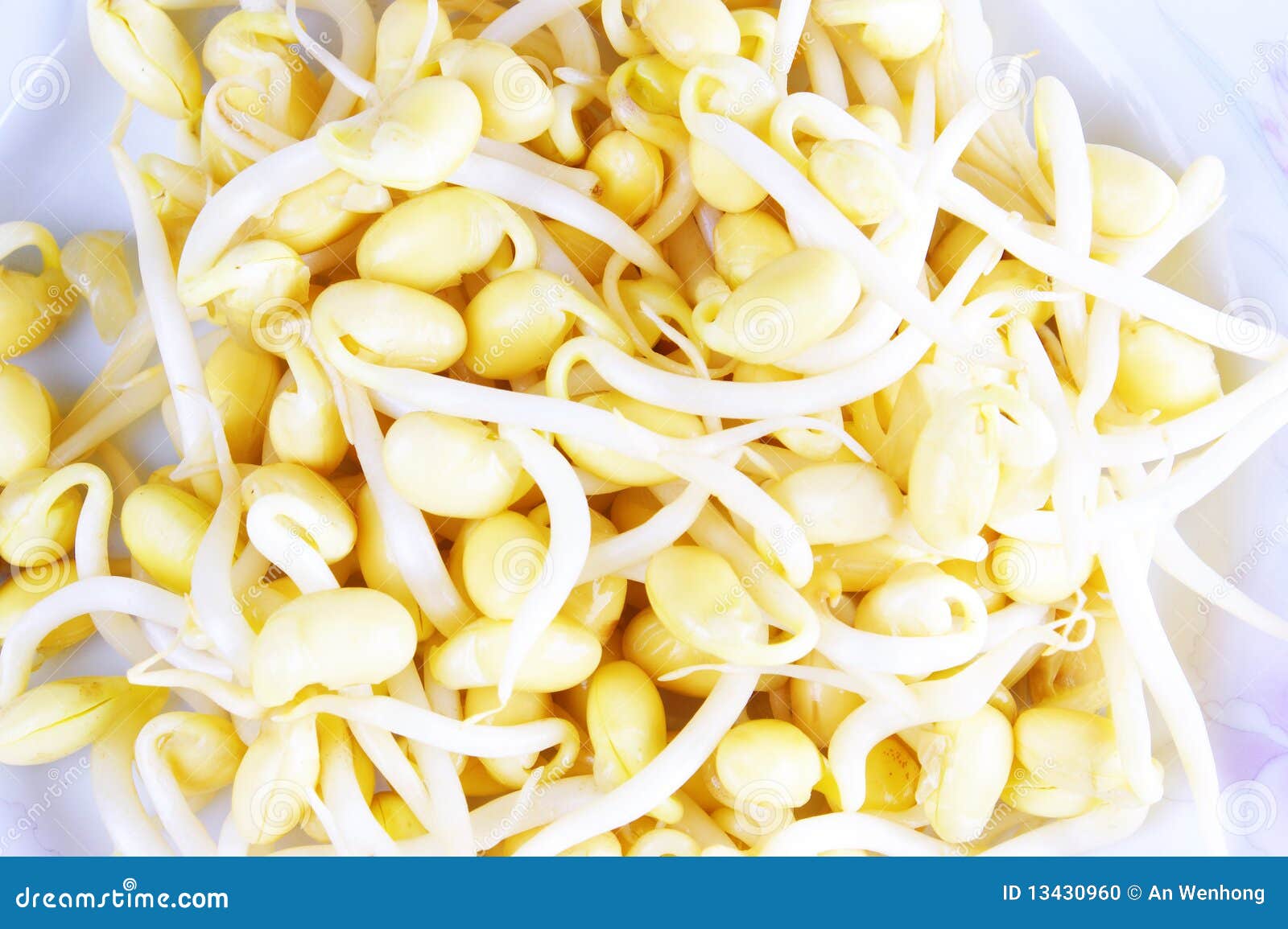 Soybean sprouts stock photo. Image of proteins, beans - 13430960