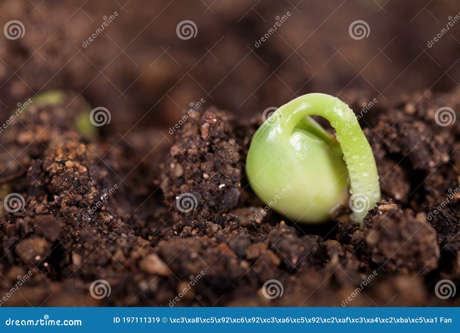 Four Sprouts Bean Stock Photos - Free & Royalty-Free Stock Photos from ...