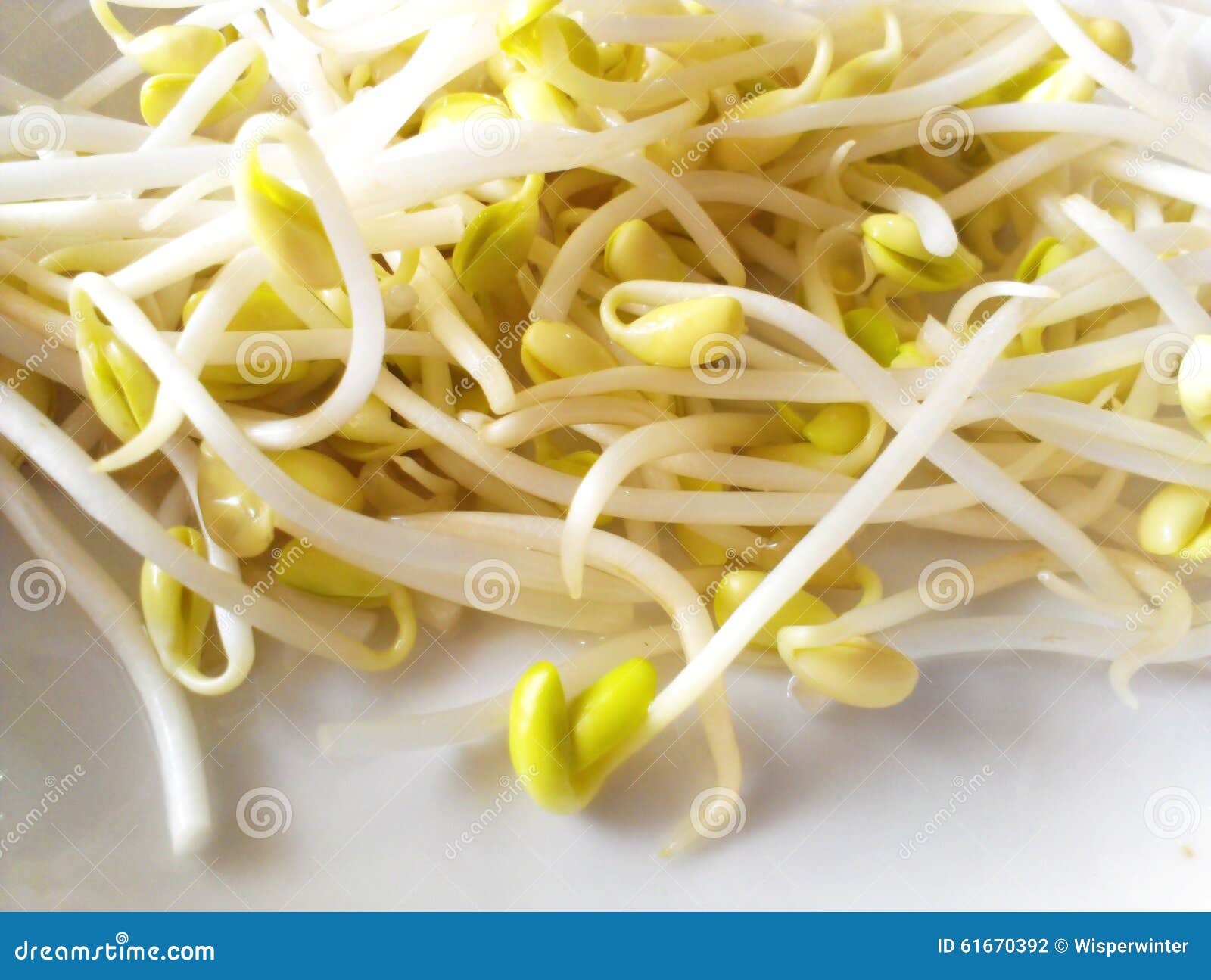 Soybean sprouts stock photo. Image of protein, kitchen - 61670392