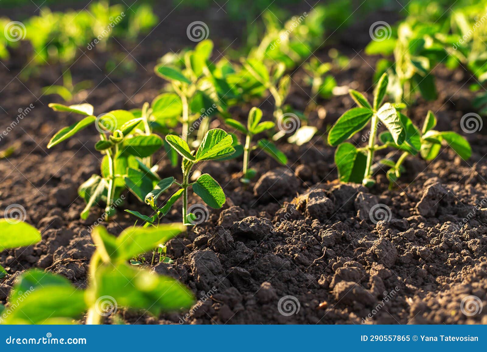 Soybean Sprouts Grow on the Field. Selective Focus Stock Image - Image ...