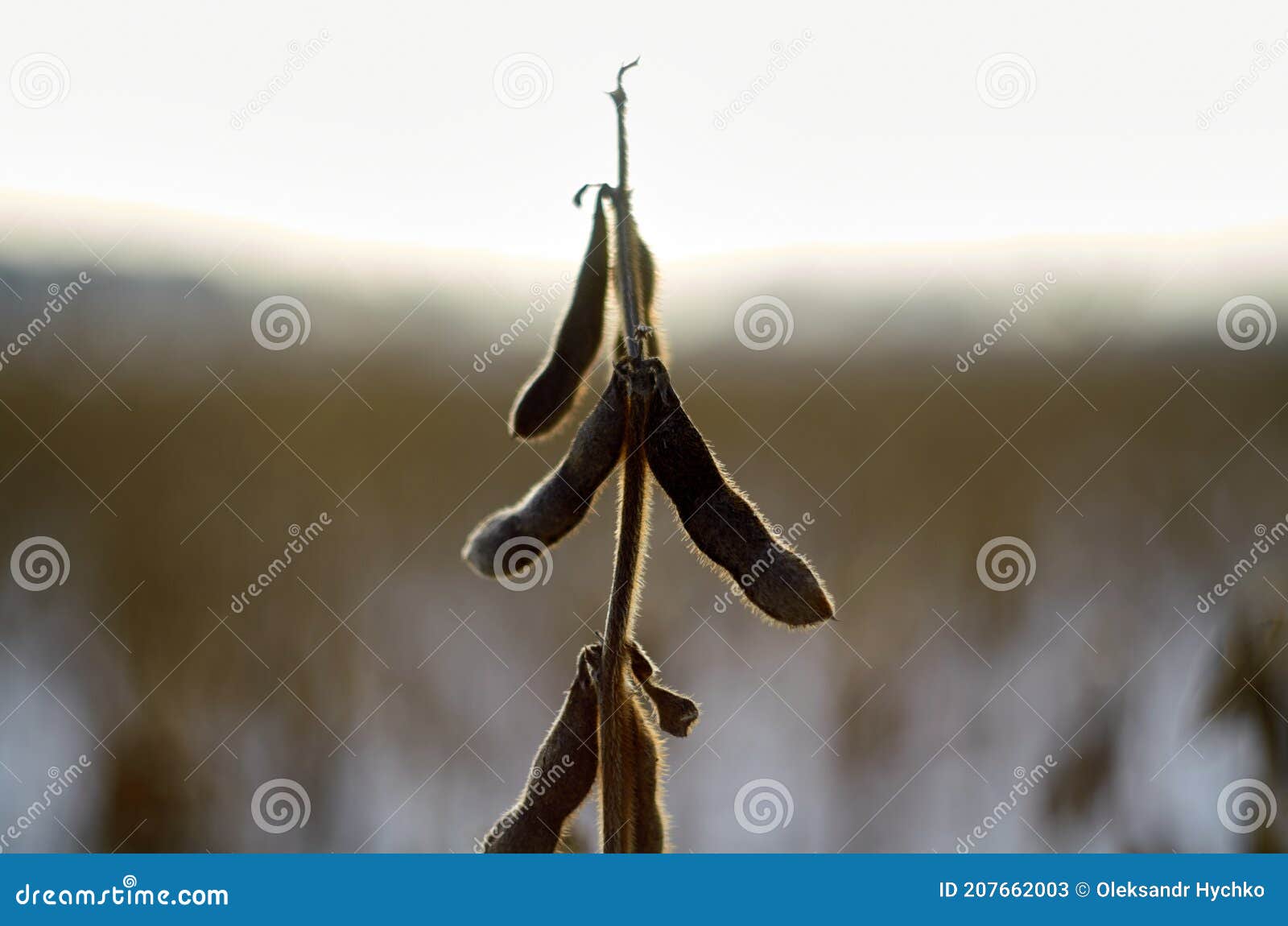 Soybean Stalk on the Field in Winter Stock Image - Image of snowdrift ...