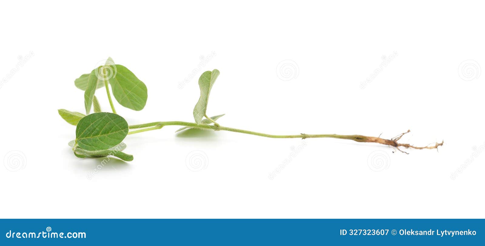 Soybean stalk with root stock image. Image of leaf, fresh - 327323607