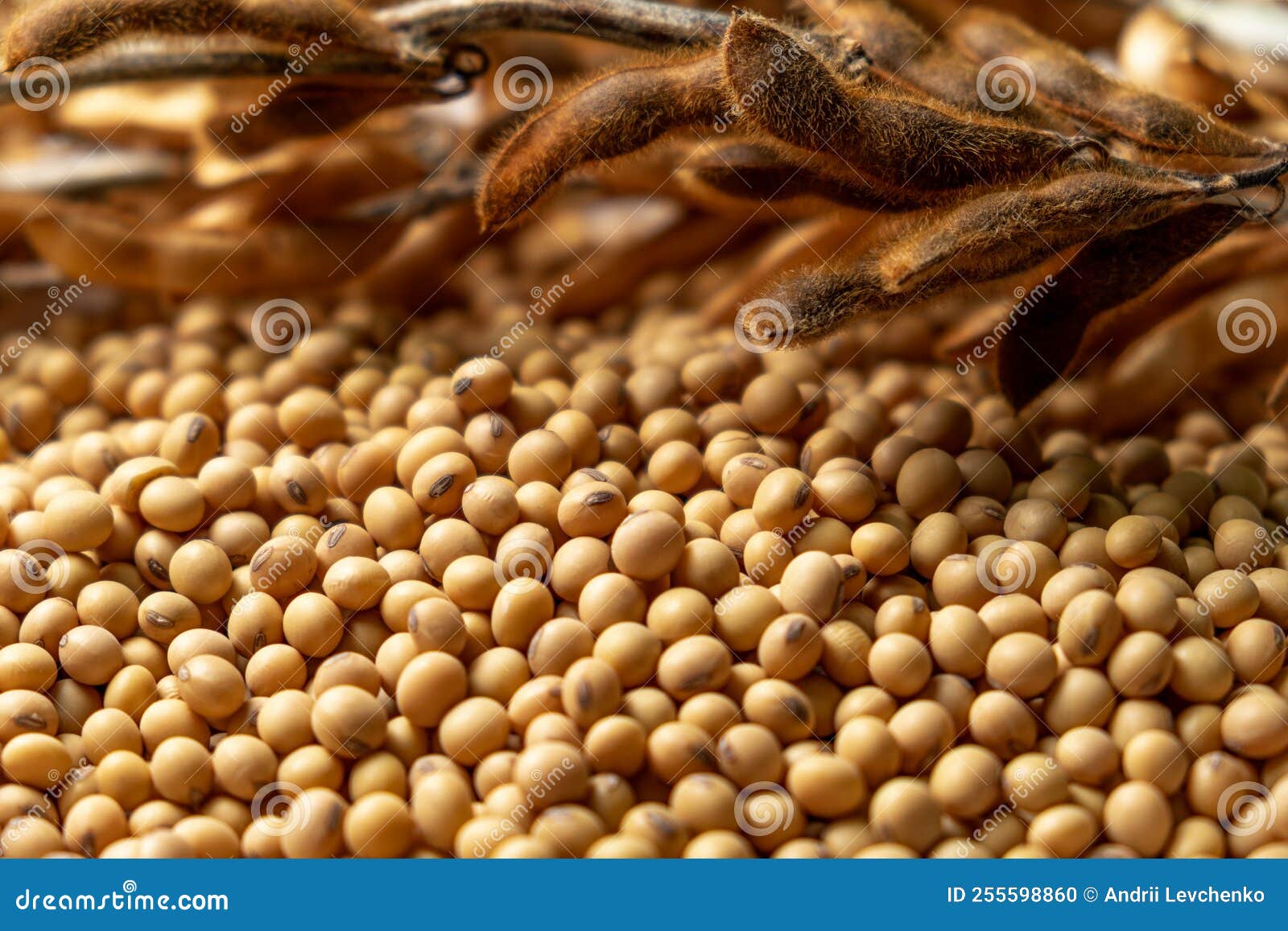 Soybean Stalks As Background, Side View Stock Photo - Image of bean ...