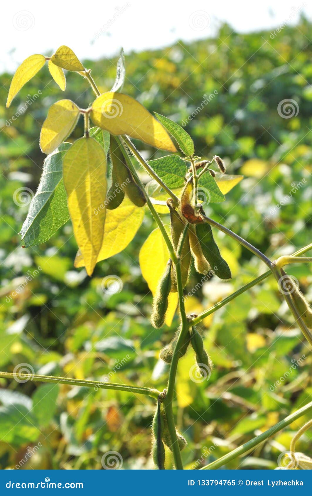 Soybean stem with pods stock image. Image of bean, bokeh - 133794765