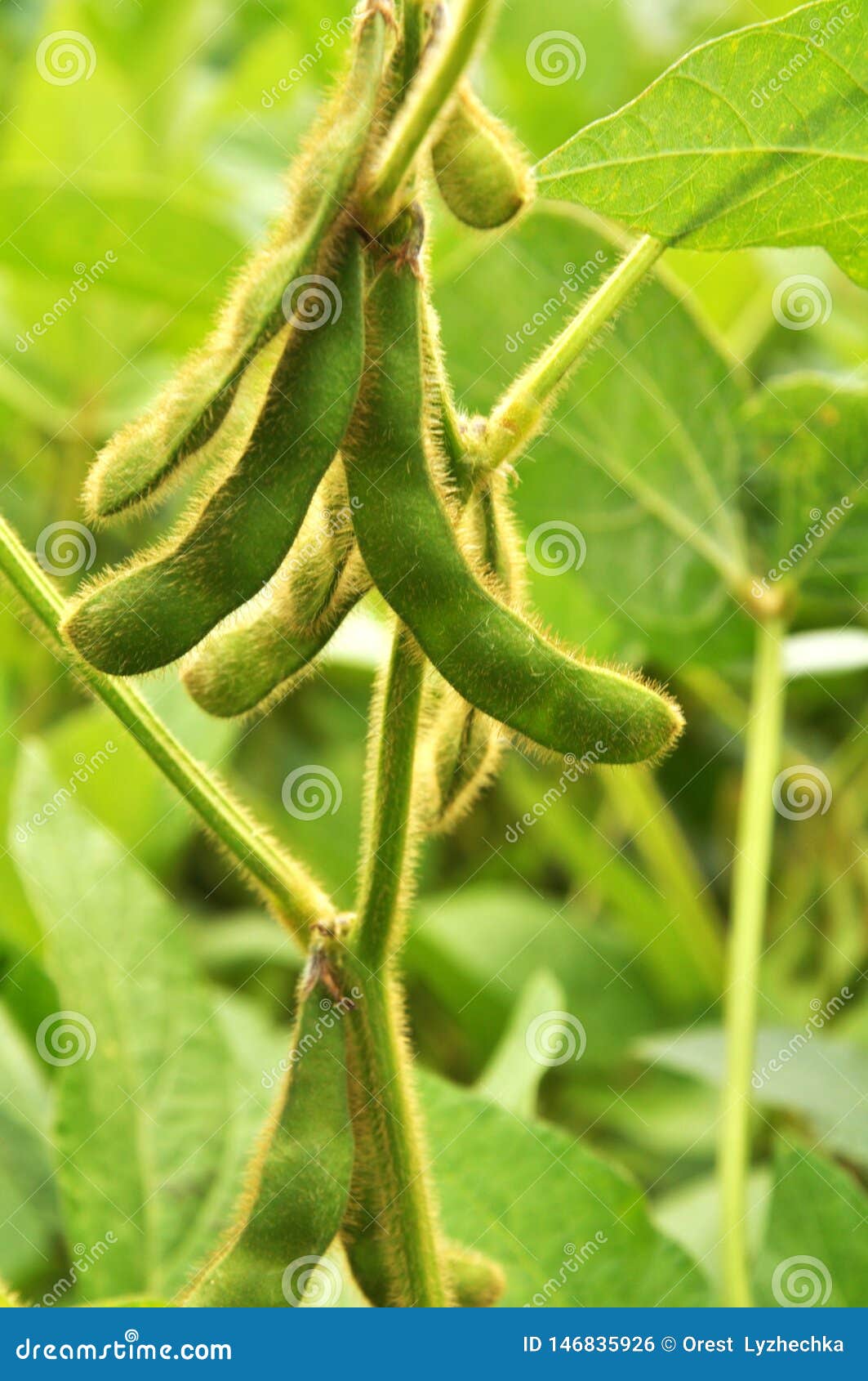 Soybean stem with pods stock photo. Image of pods, closeup - 146835926