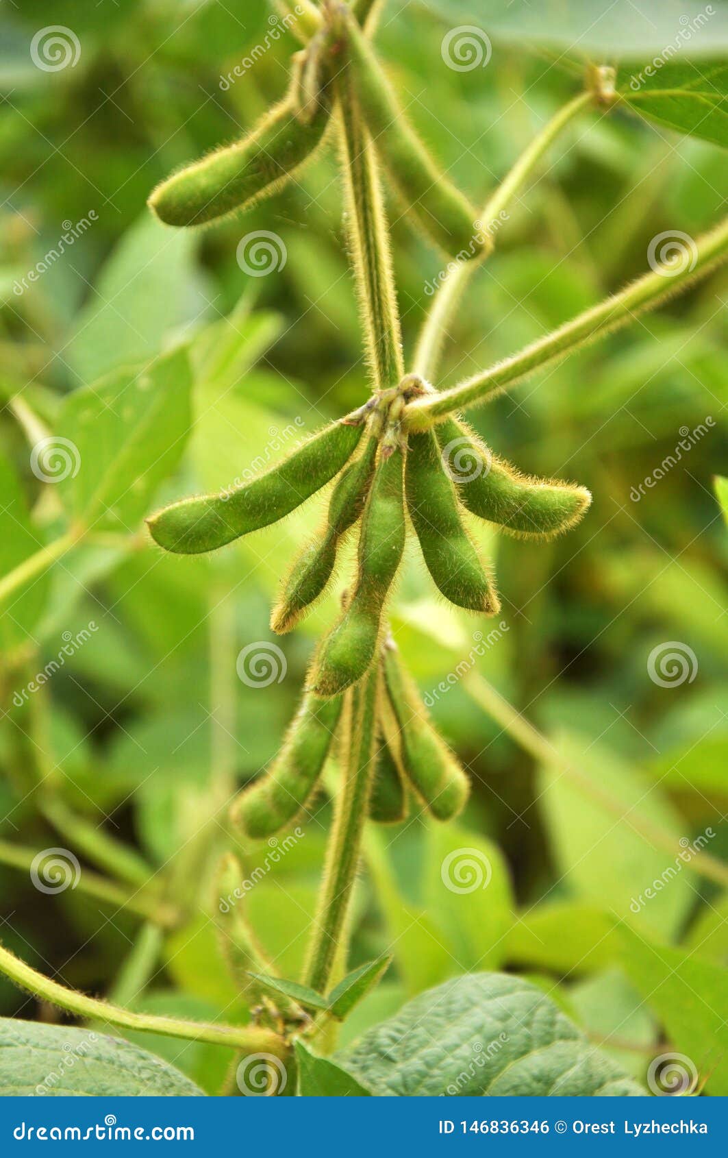 Soybean stem with pods stock photo. Image of bean, soybean - 146836346