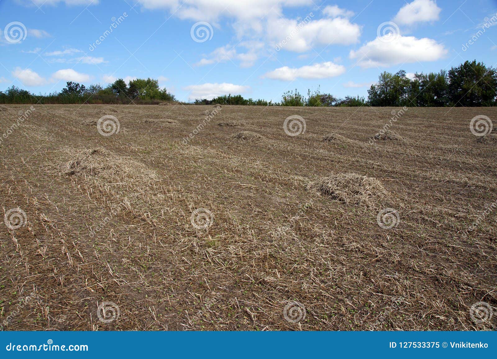 Soybean straw in field stock image. Image of grain, seed - 127533375
