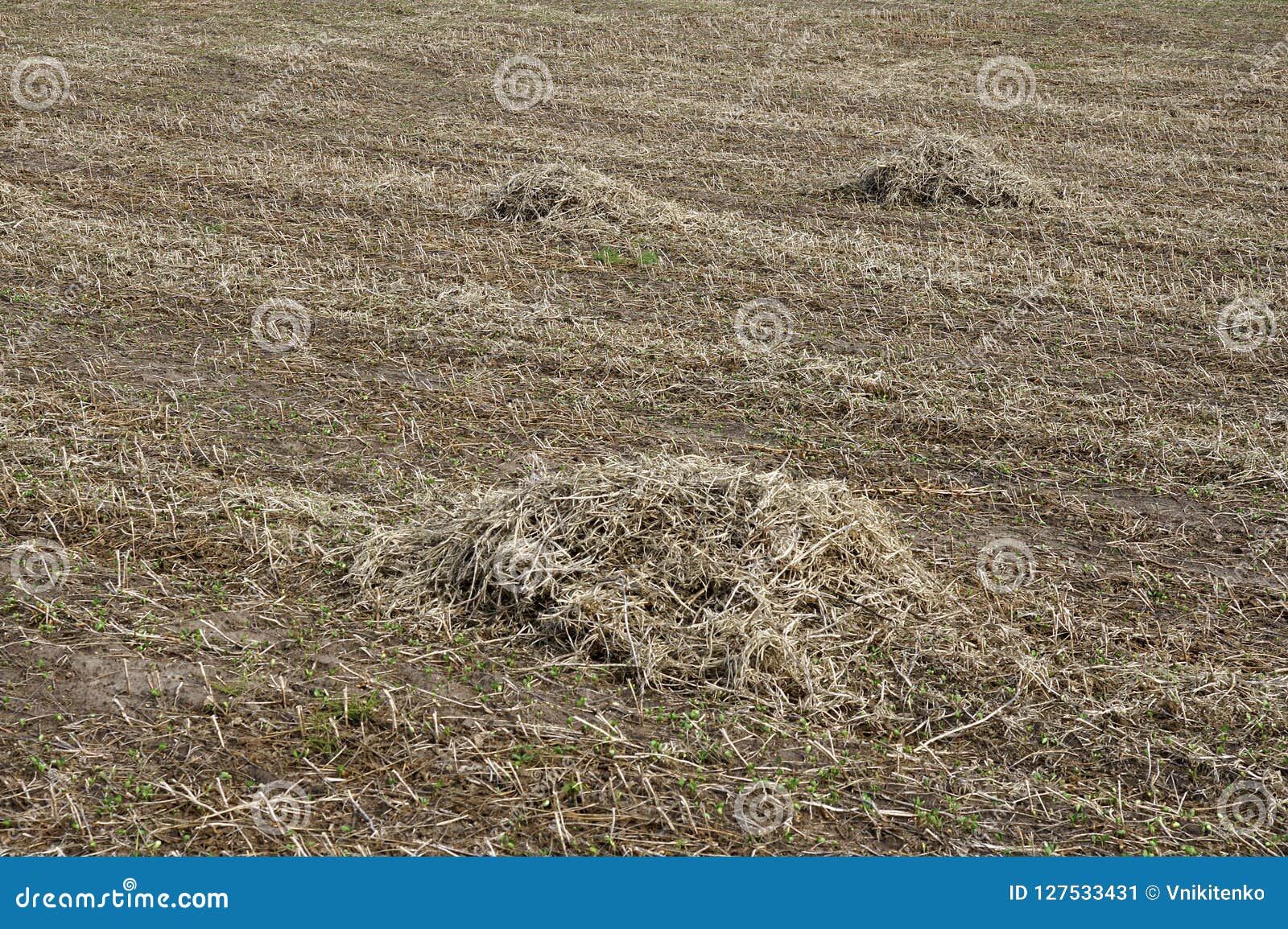 Soybean straw in field stock image. Image of farm, grain - 127533431