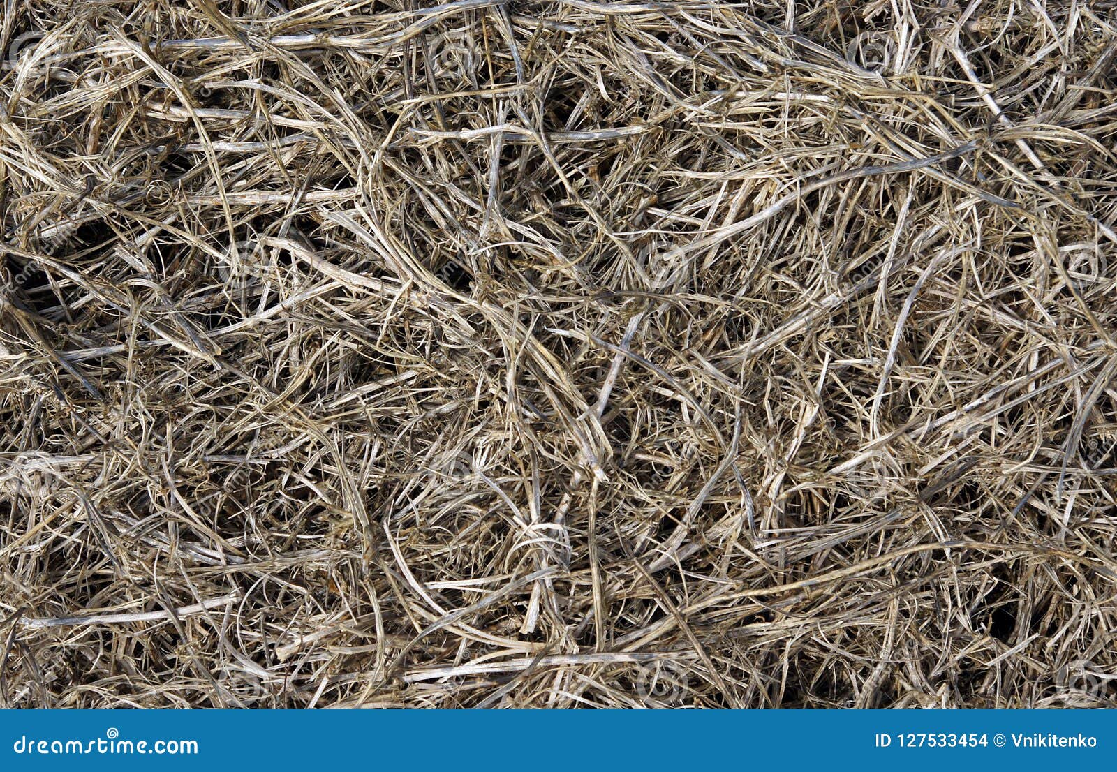 Soybean straw in field stock photo. Image of straw, sprouts - 127533454