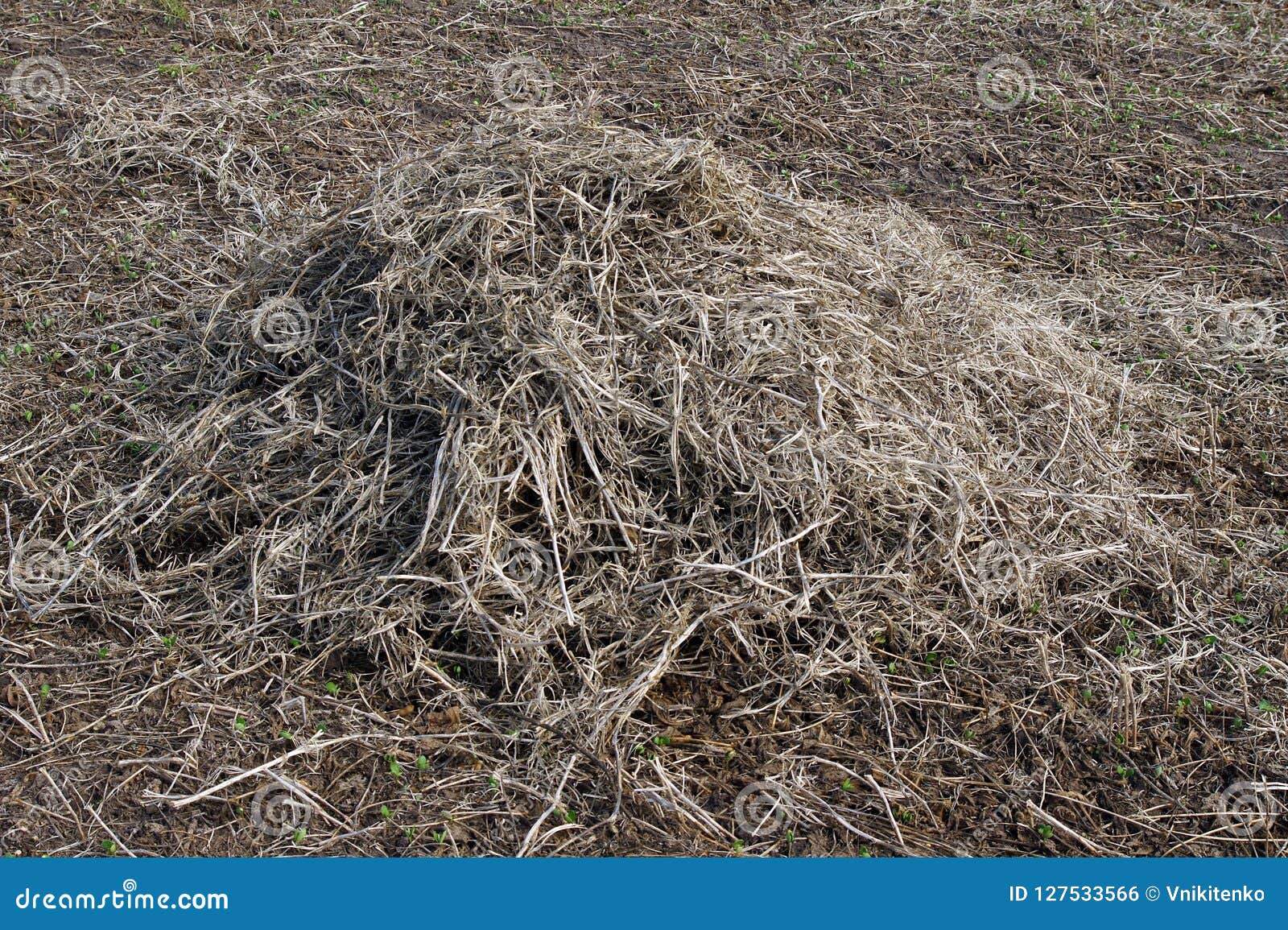 Soybean straw in field stock photo. Image of farmer - 127533566