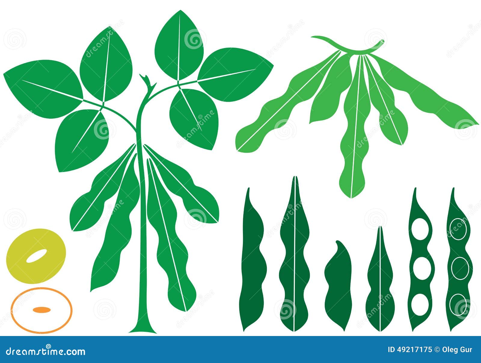 Soybean stock vector. Illustration of soya, vector, vegetarian - 49217175