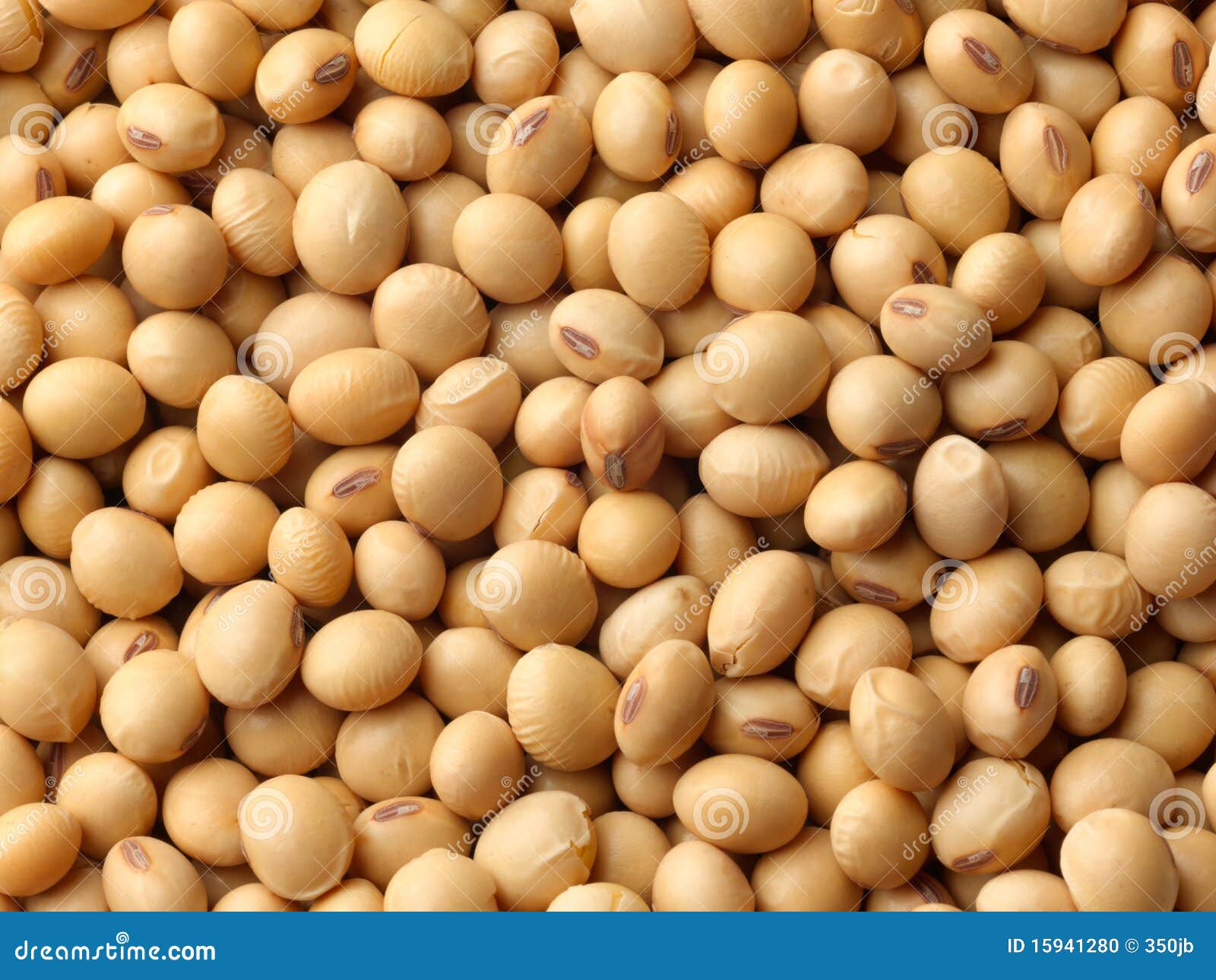 Soybeans stock photo. Image of crop, natural, organic - 15941280