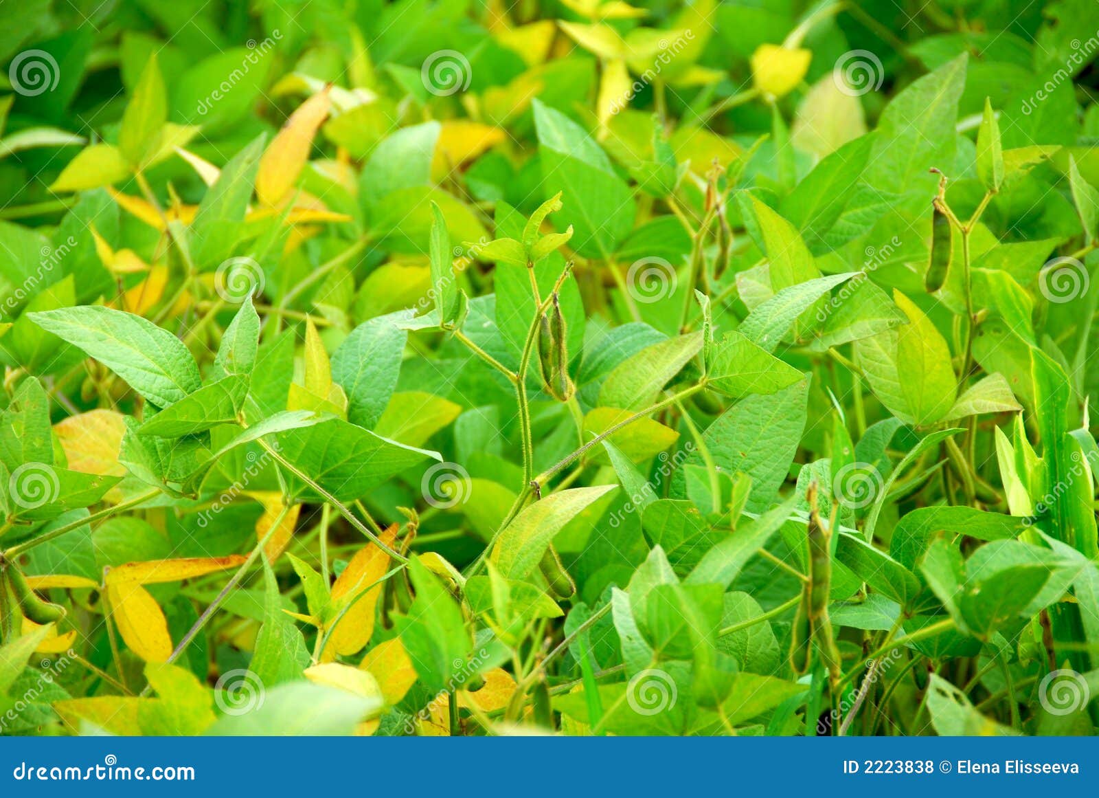 Soybeans stock photo. Image of agricultural, soybean, bean - 2223838