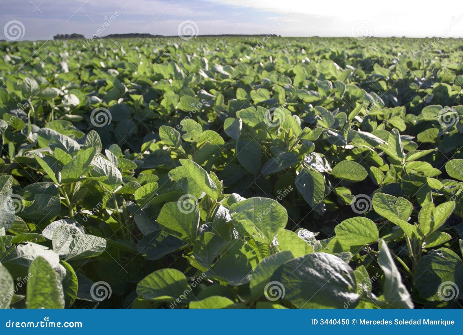 Soybeans stock photo. Image of biodiesel, healthy, cash - 3440450