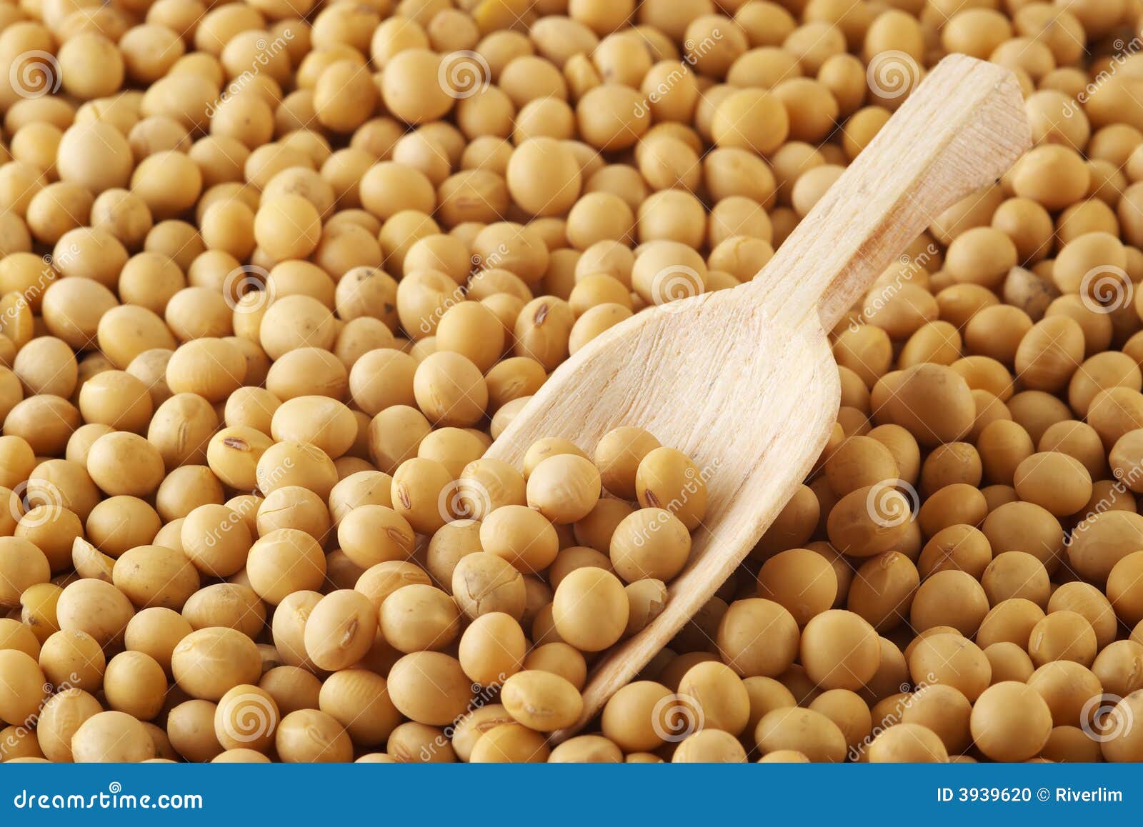 Soybeans stock photo. Image of isolated, milk, minerals - 3939620