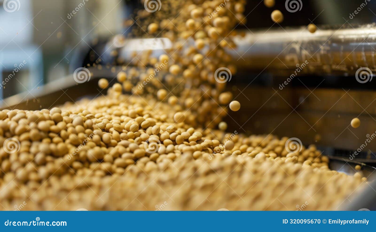 Soybeans Being Processed at Modern Facility during Daytime Stock Photo ...