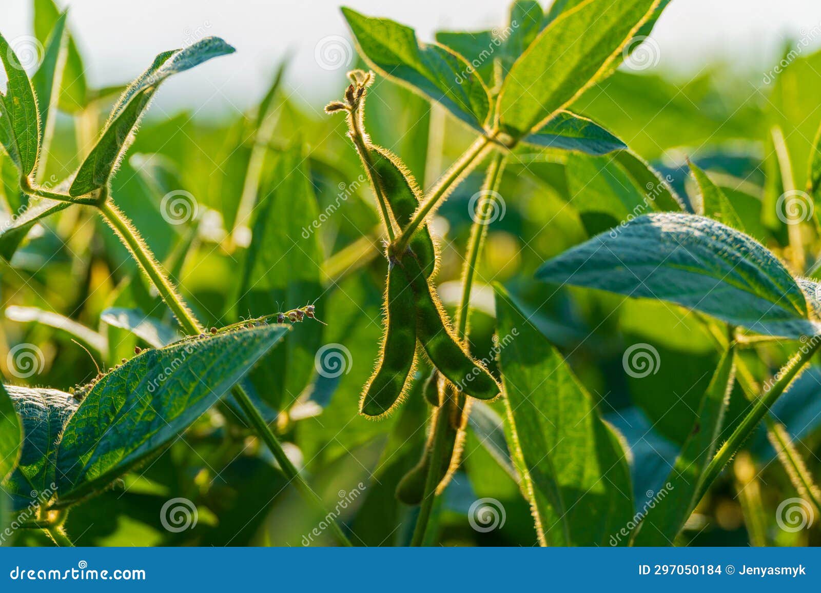 Soybeans in Close-up. Soy Plant Stock Photo - Image of soya, ripe ...