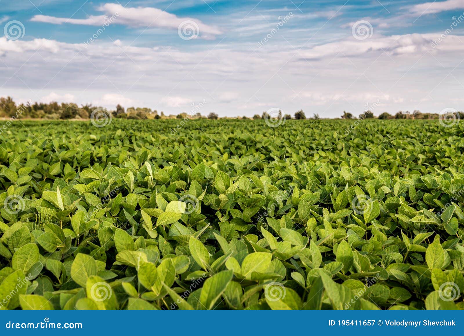 Soybeans Growing in the Field Stock Image - Image of bean, flora: 195411657