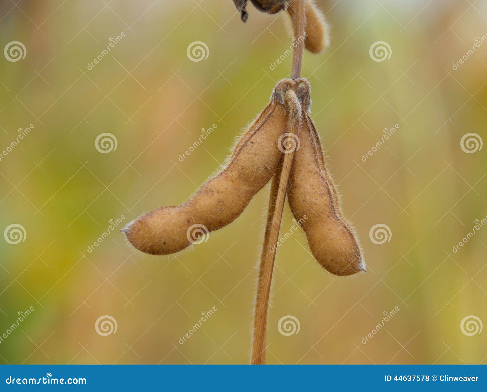 Soybeans stock photo. Image of feed, soybean, hand, agriculture - 44637578