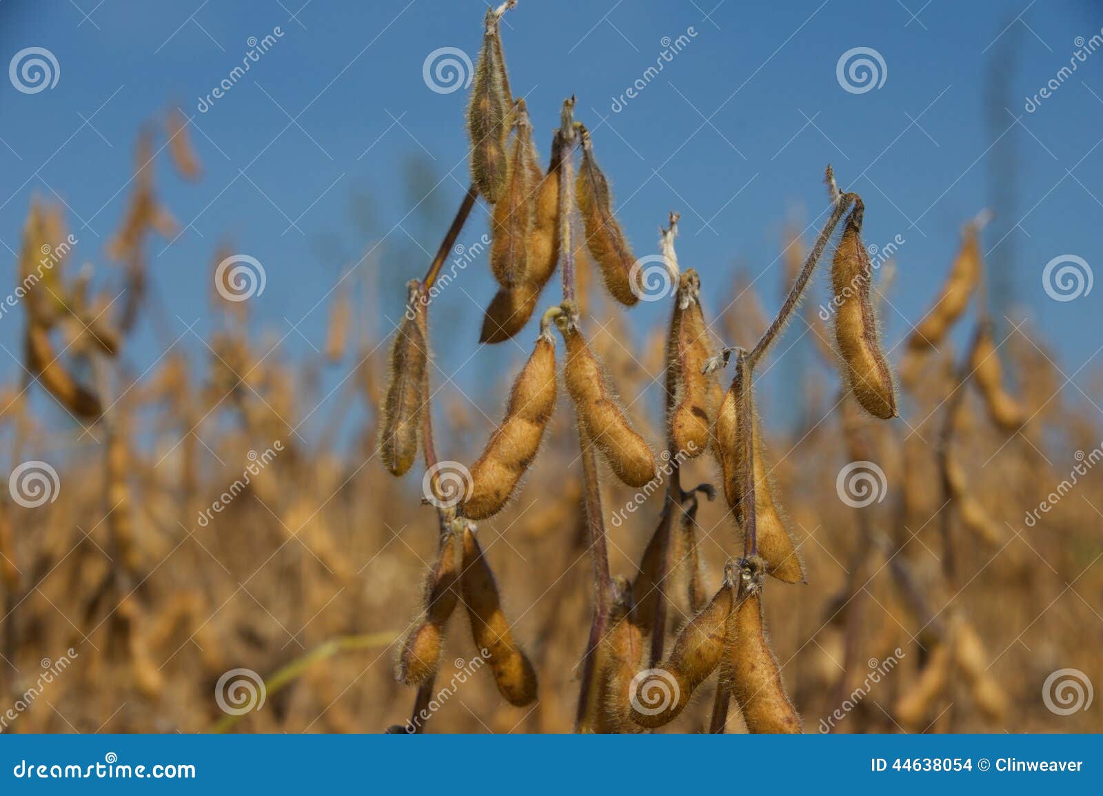 Soybeans stock photo. Image of feed, pick, soybeans, agriculture - 44638054