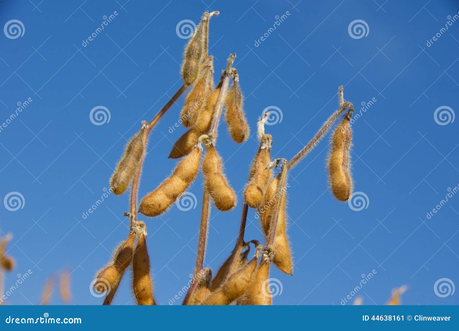 Soybeans stock image. Image of pick, farming, hand, agricultural - 44638161