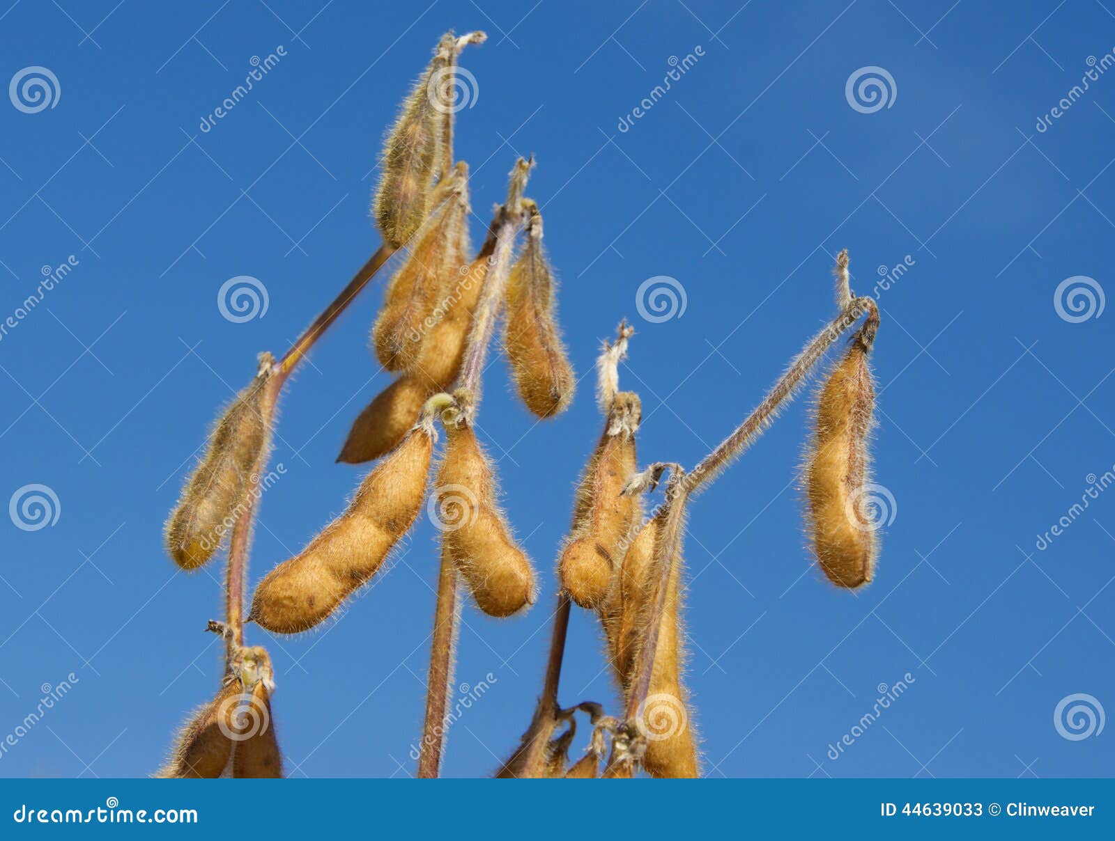 Soybeans stock image. Image of pick, farming, grain, agricultural ...