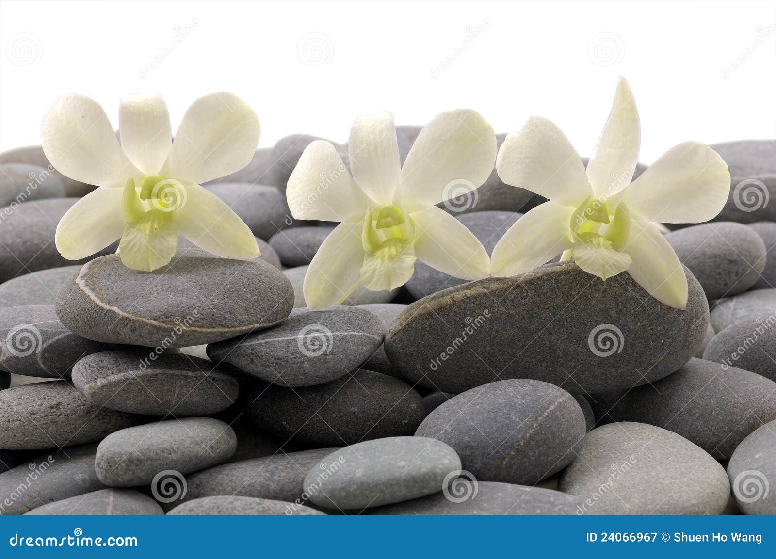 Spa stock image. Image of orchid, stack, health, healthy - 24066967
