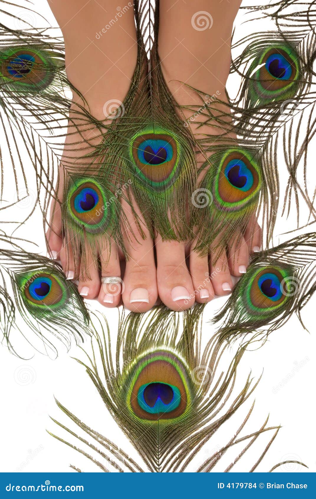 201 Peacock Foot Stock Photos - Free & Royalty-Free Stock Photos from ...