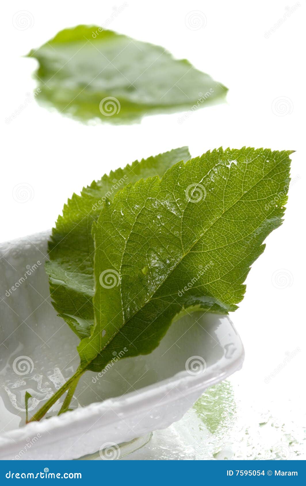 Spa stock photo. Image of wellness, drop, bowl, leaves - 7595054