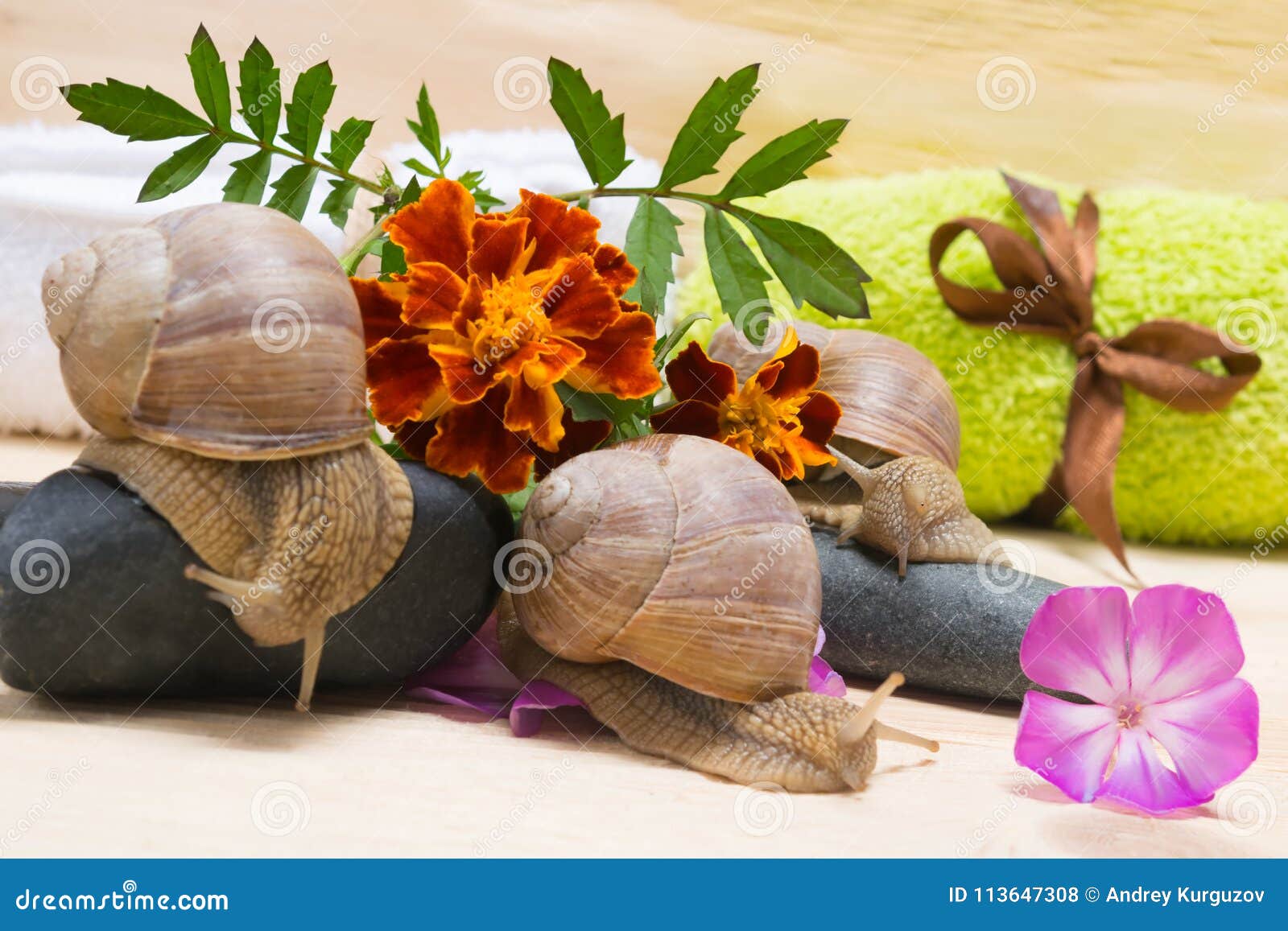 SPA Background with Snails Surrounded by Different Stock Photo - Image ...