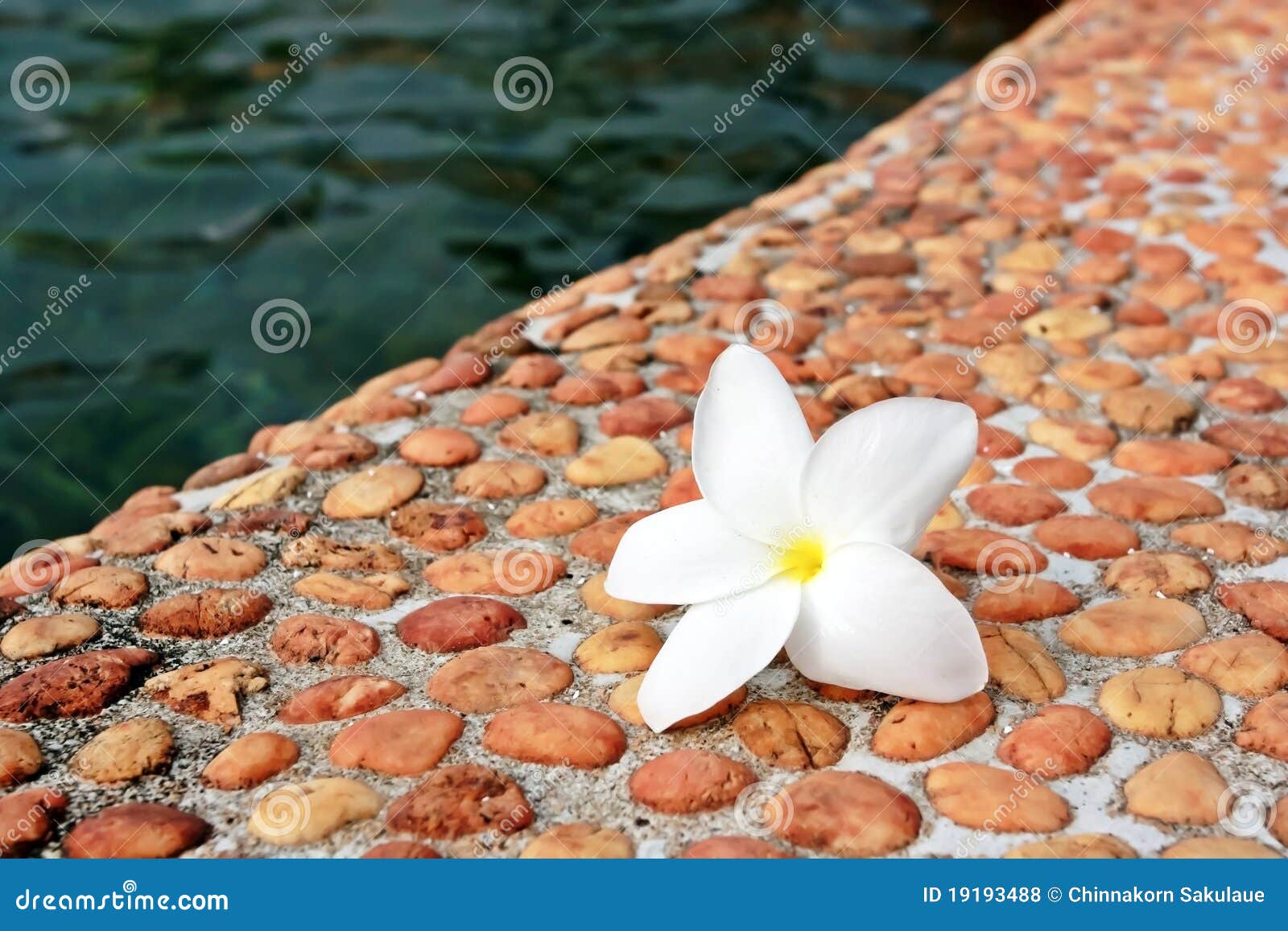 Spa flower stock photo. Image of life, beauty, black - 19193488