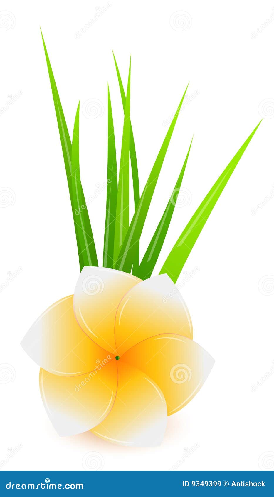 Spa flower stock vector. Illustration of pattern, natural - 9349399