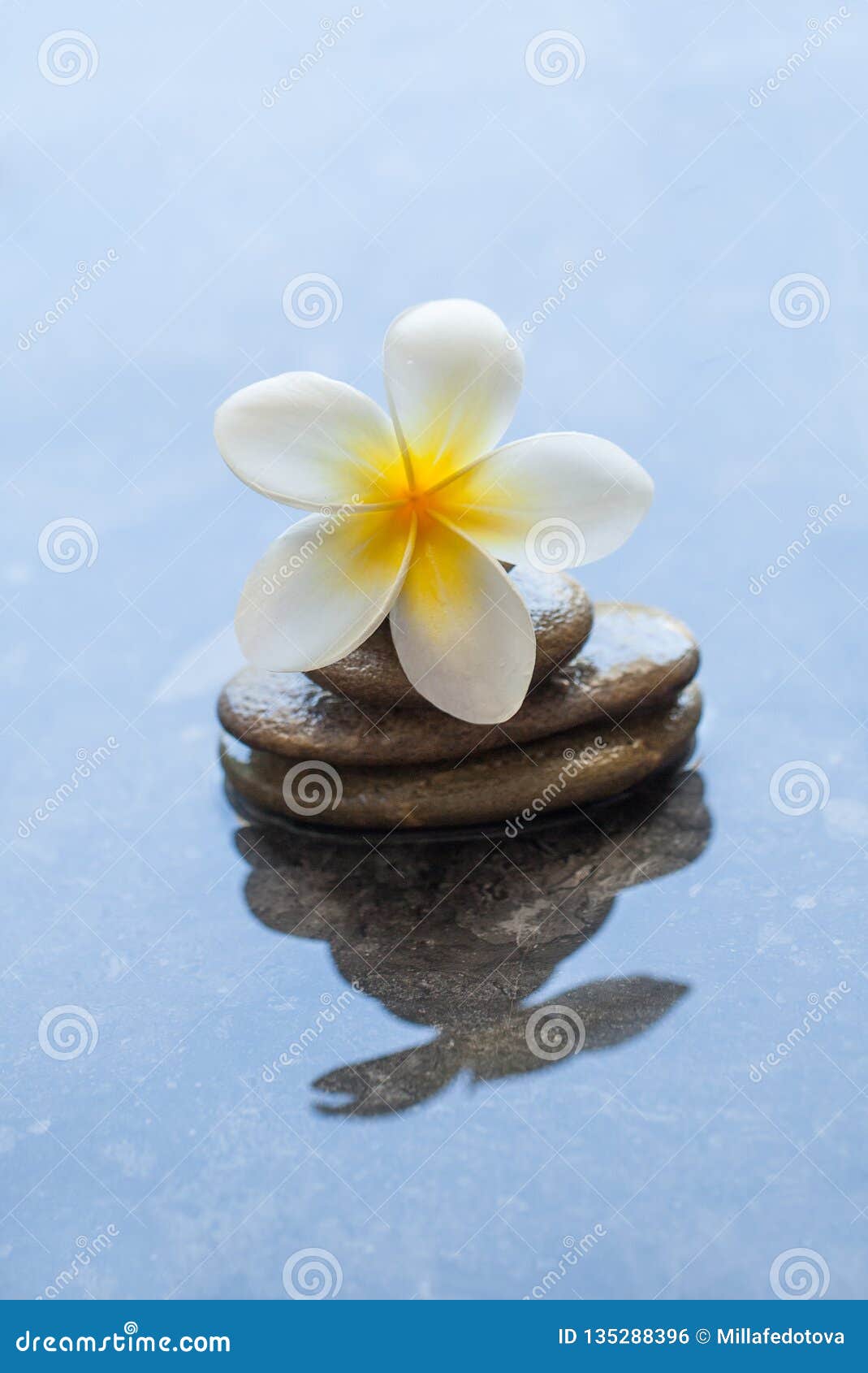 Spa Flower and Stones for Massage Treatment Stock Photo - Image of ...