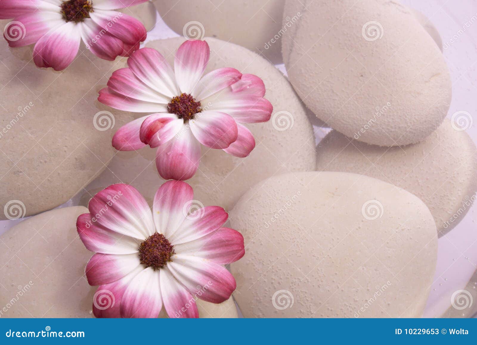 Spa flower in water stock image. Image of concept, life - 10229653