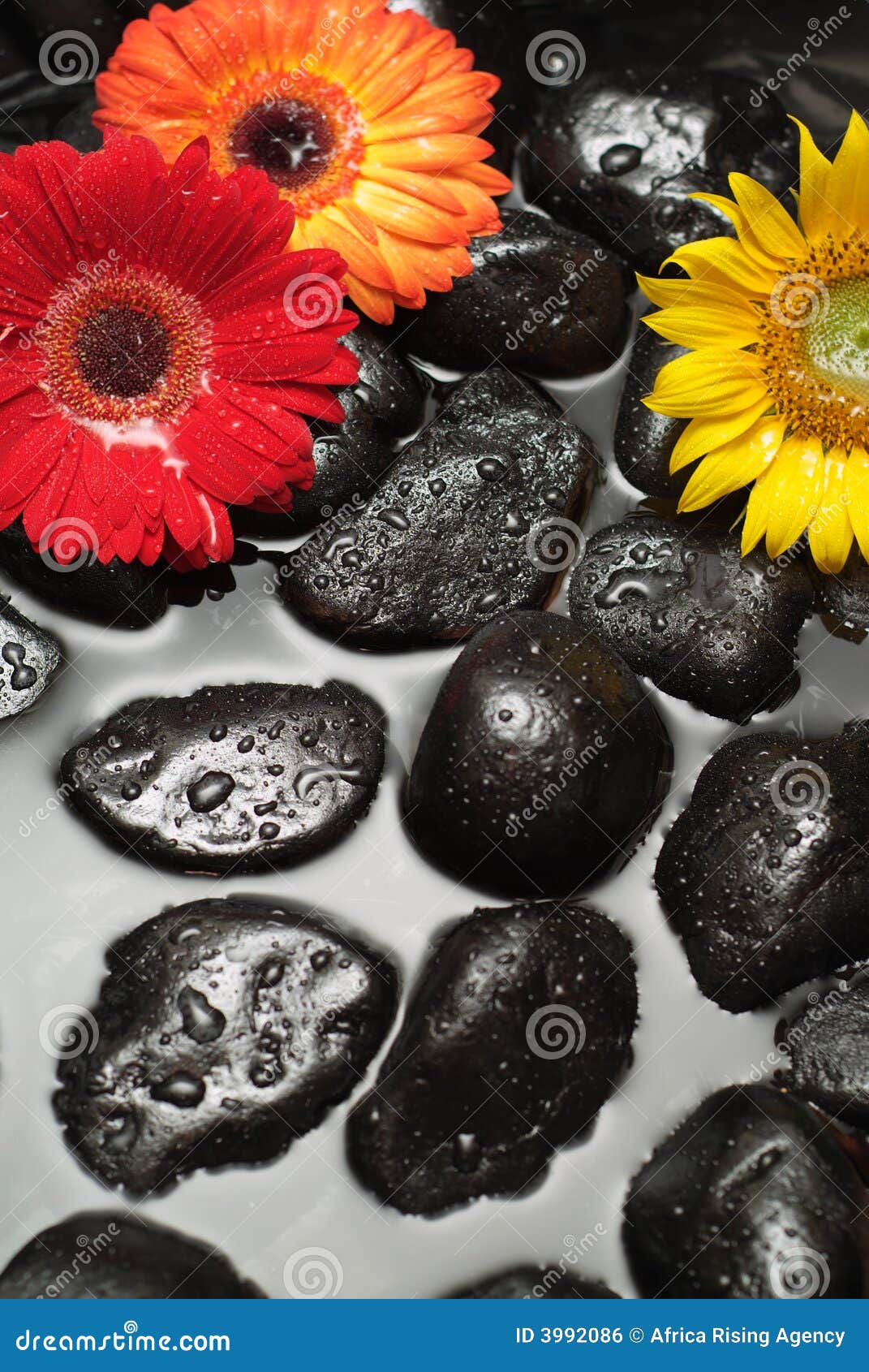 Spa Gerber Daisy stock photo. Image of botany, flower - 3992086