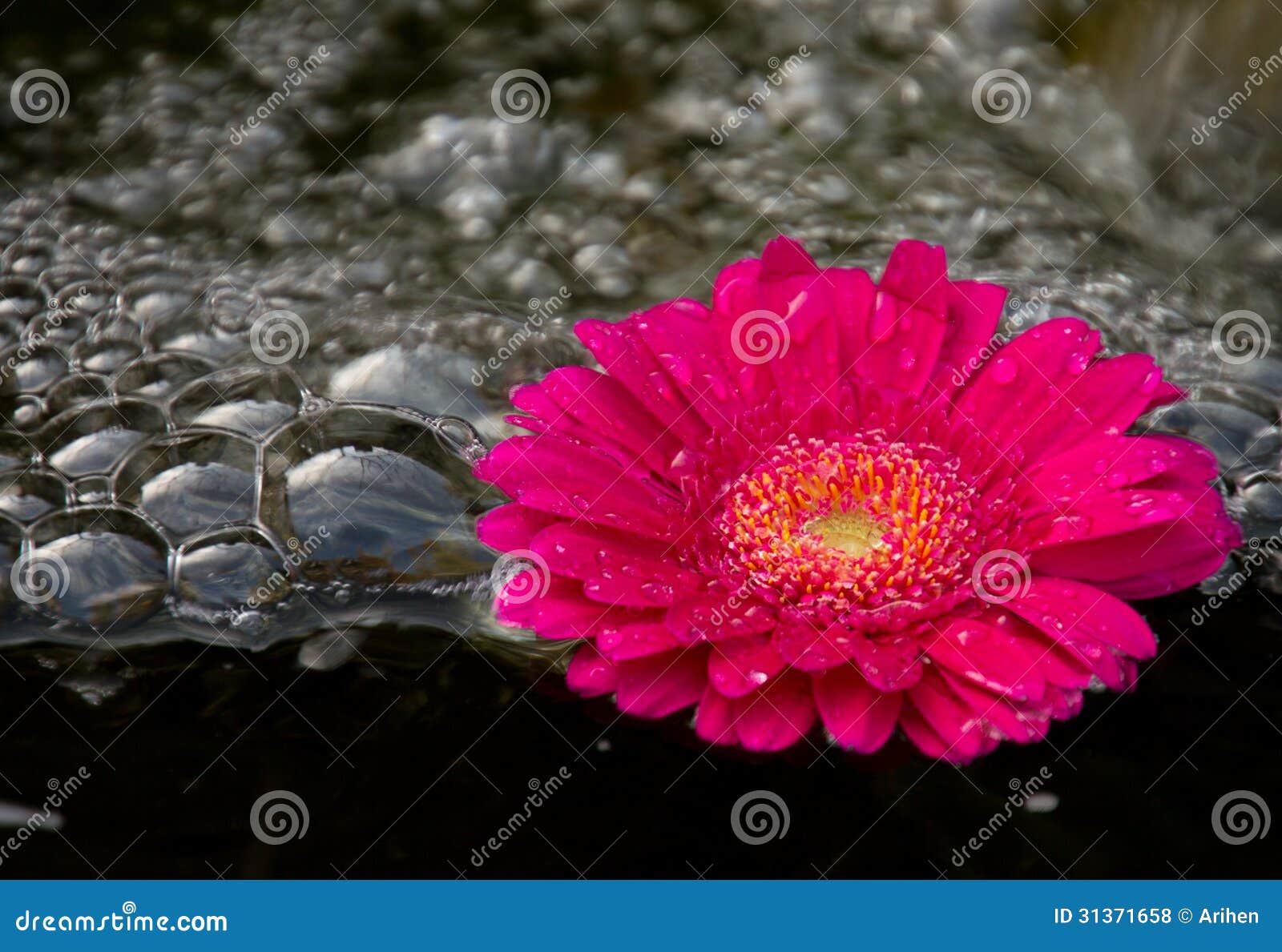 Spa Gerber Daisy stock photo. Image of scene, plant, stone - 31371658